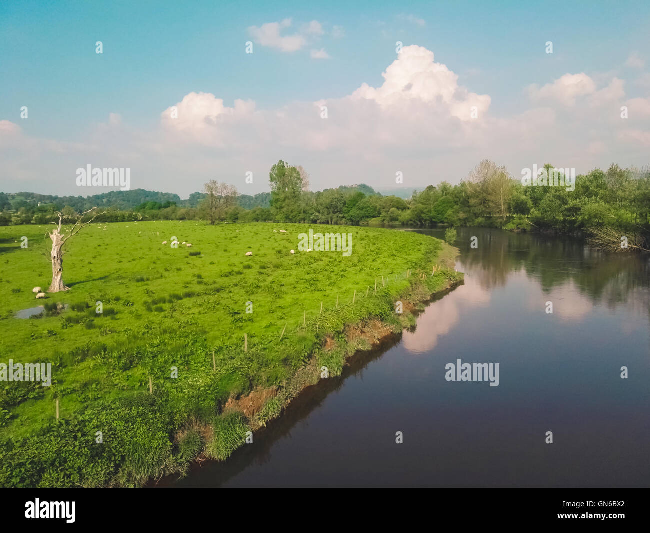 Reeds tree near river hi-res stock photography and images - Alamy