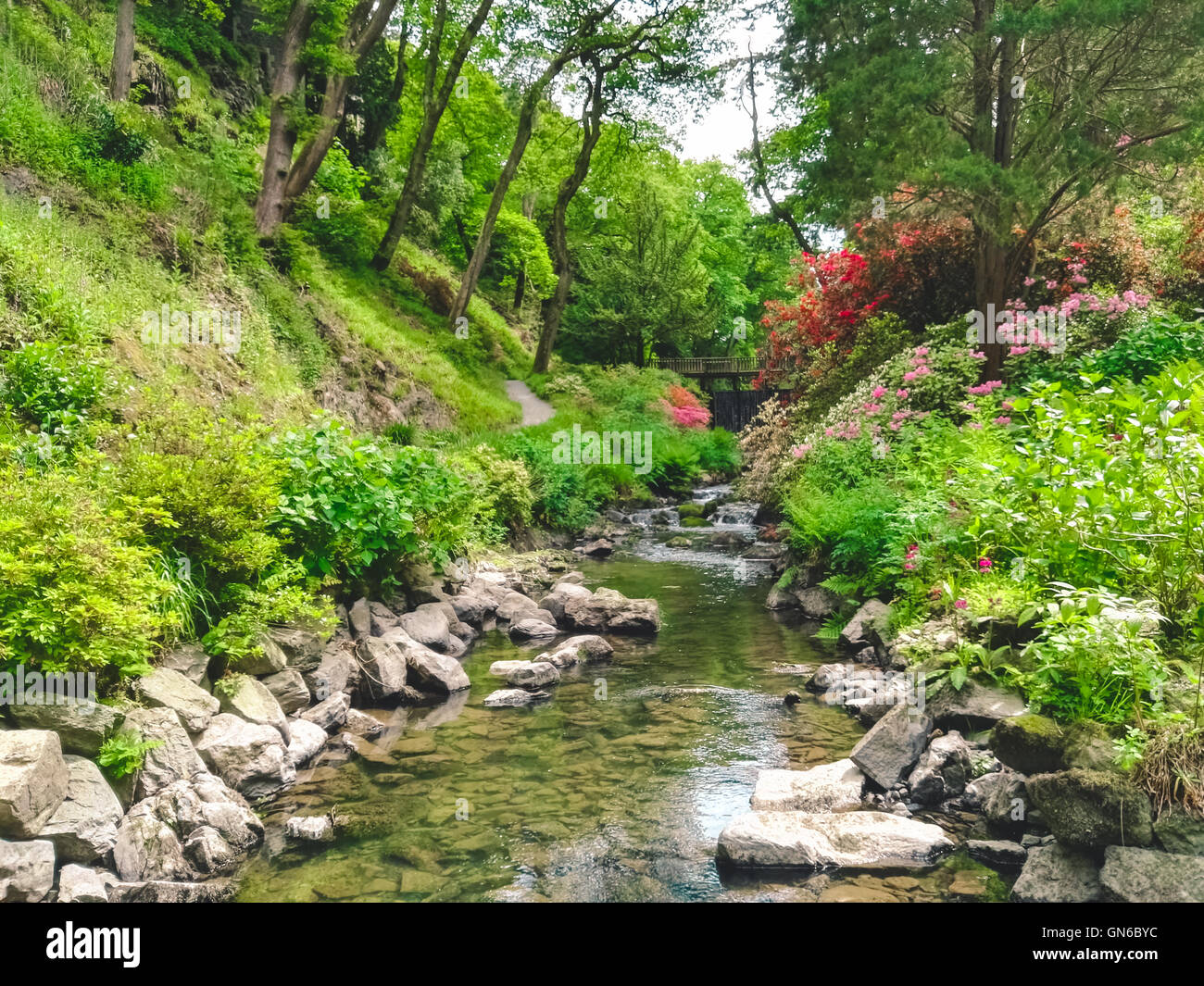 River plants and flowers in a garden Stock Photo - Alamy