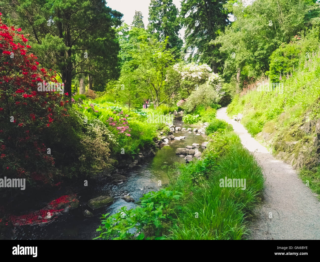 River plants and flowers in a garden Stock Photo - Alamy