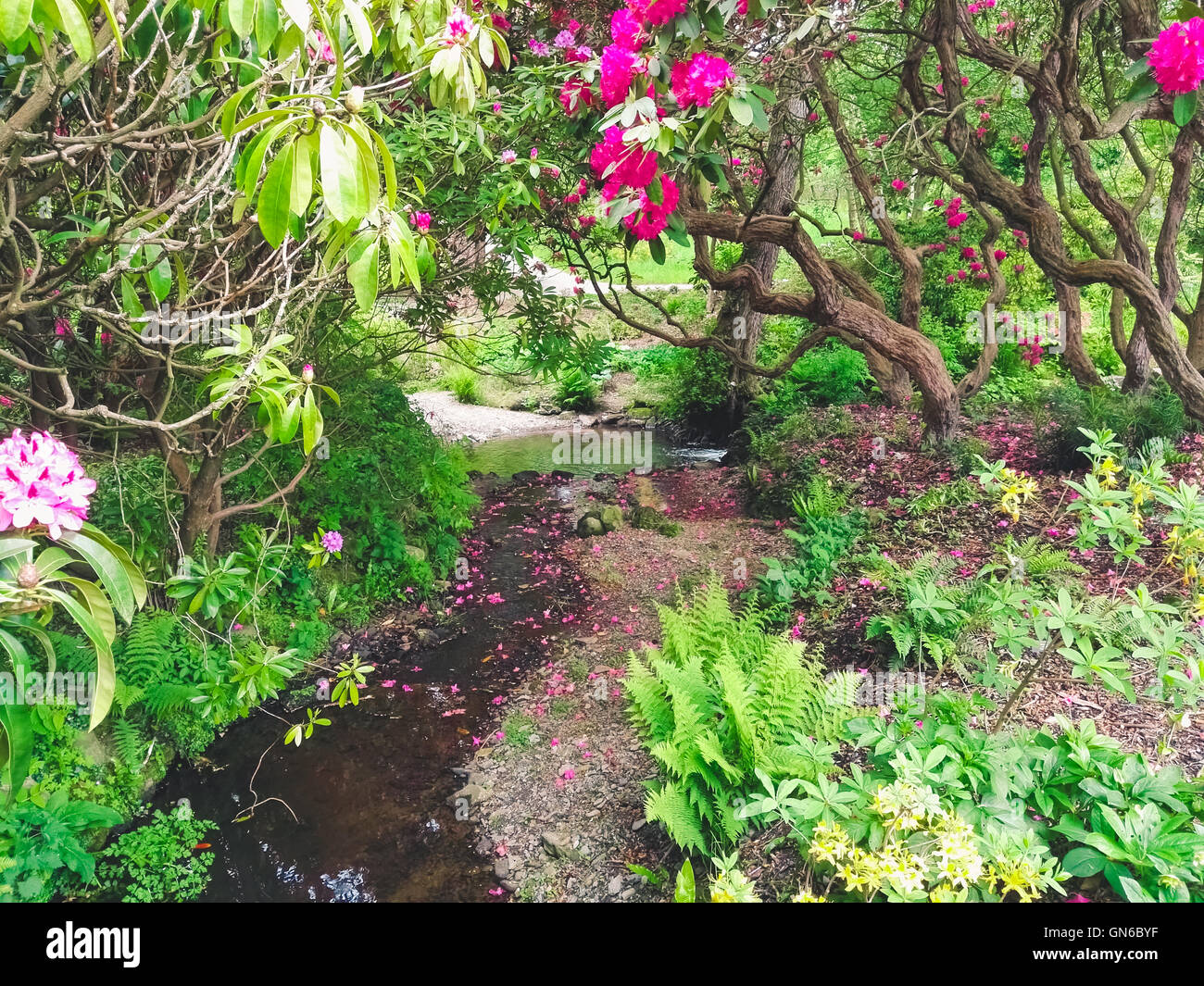 River plants and flowers in a garden Stock Photo - Alamy