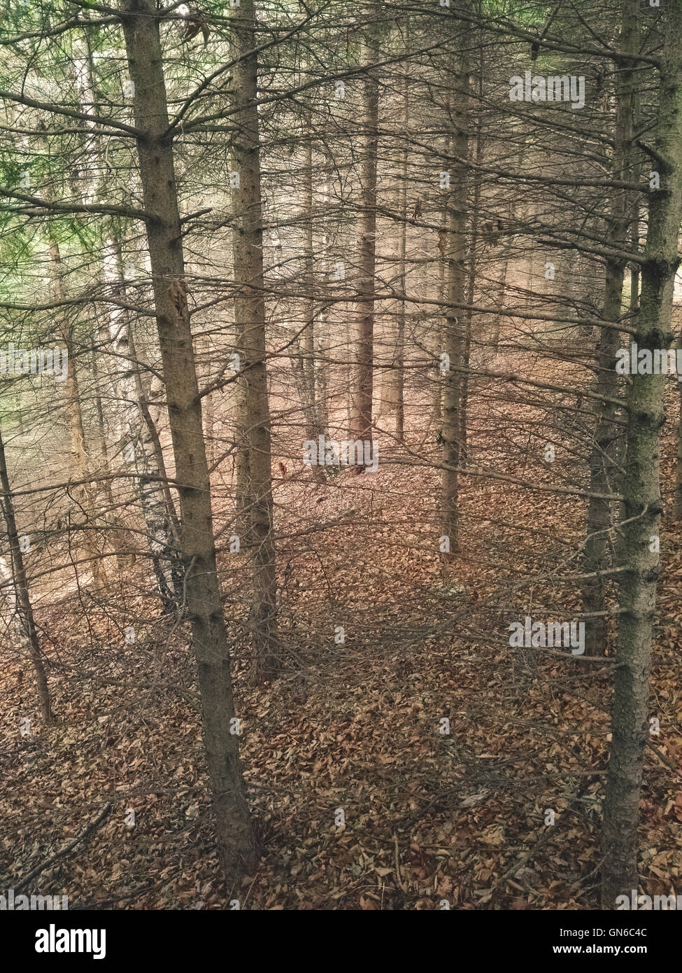 Trees in a forest in autumn Stock Photo - Alamy