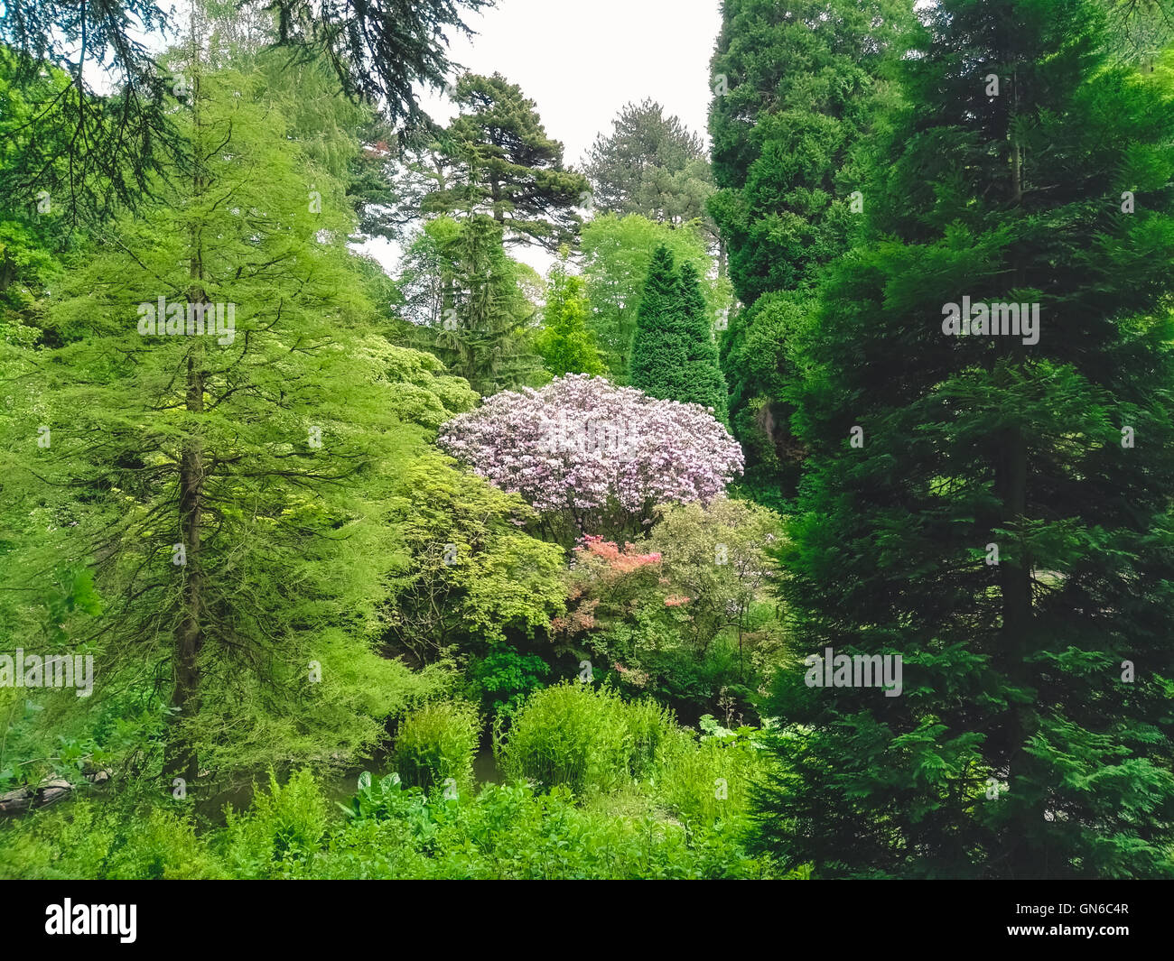 Trees plants and flowers in a garden Stock Photo - Alamy