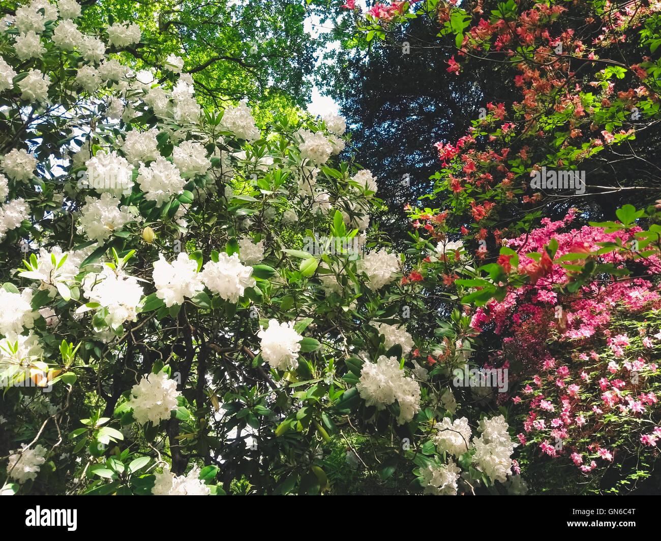 Trees plants and flowers in a garden Stock Photo - Alamy