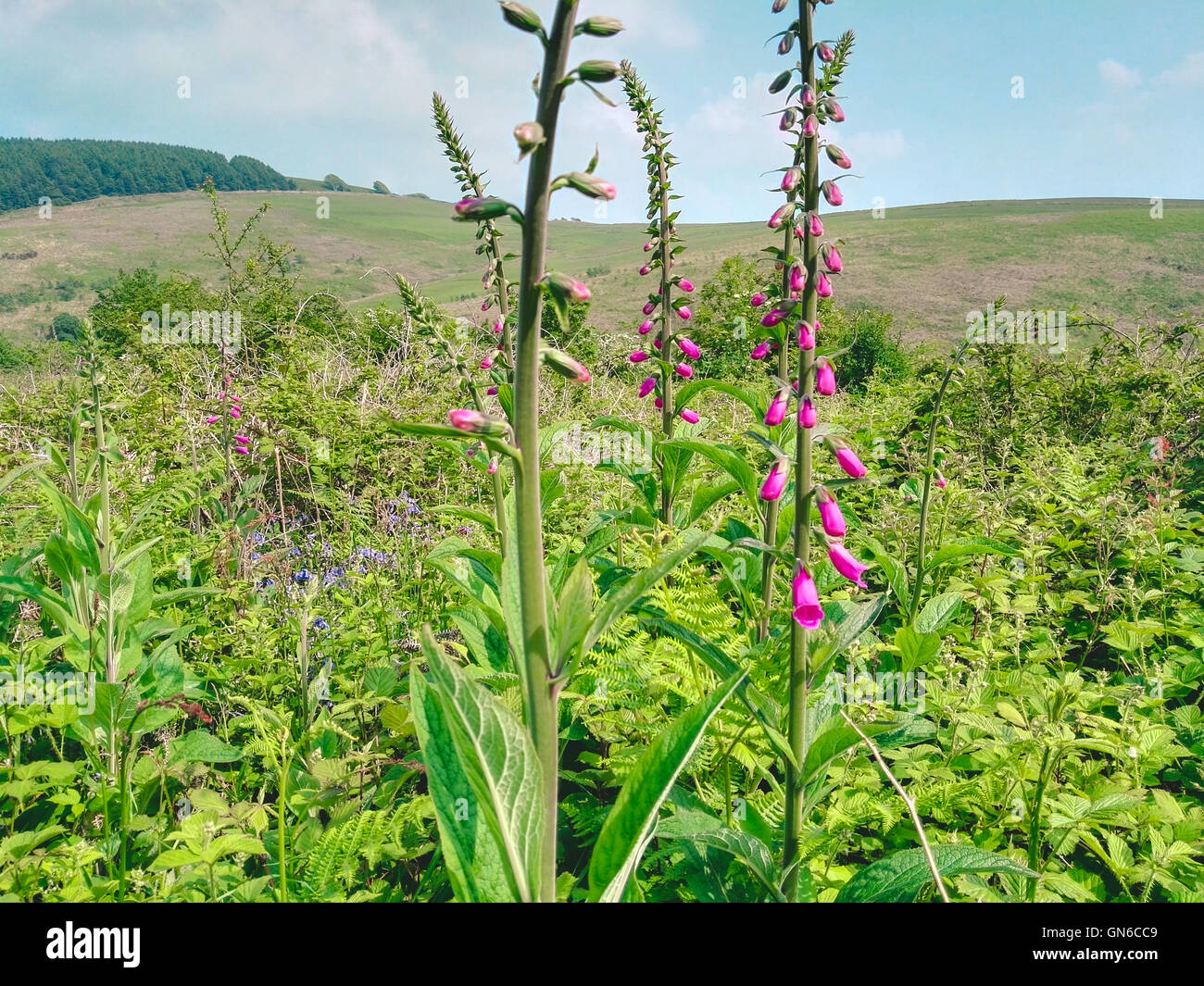 Violet flowers and landscape in Margam Country Park Stock Photo - Alamy