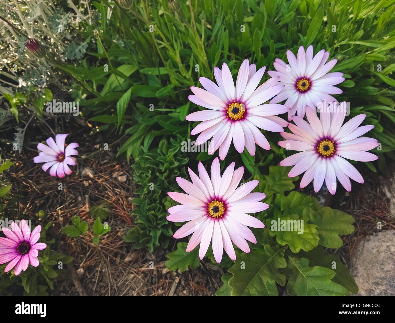 Violet flowers in Plas Newydd Stock Photo - Alamy