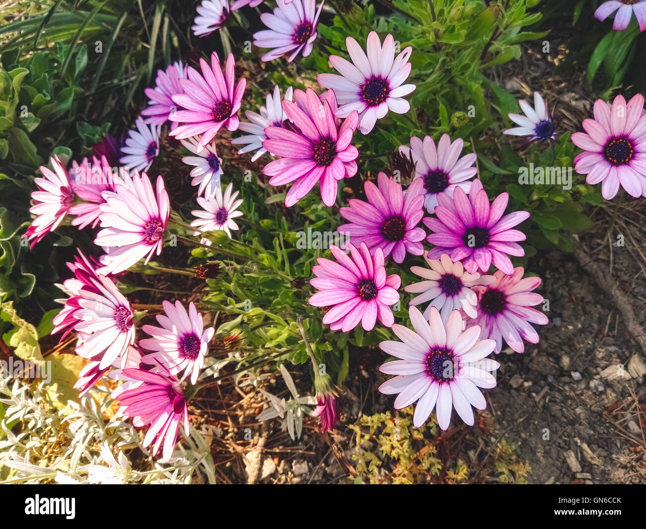 Plas newydd garden hi-res stock photography and images - Alamy