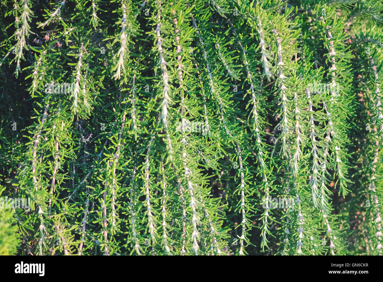 Rosemary tree hi-res stock photography and images - Alamy