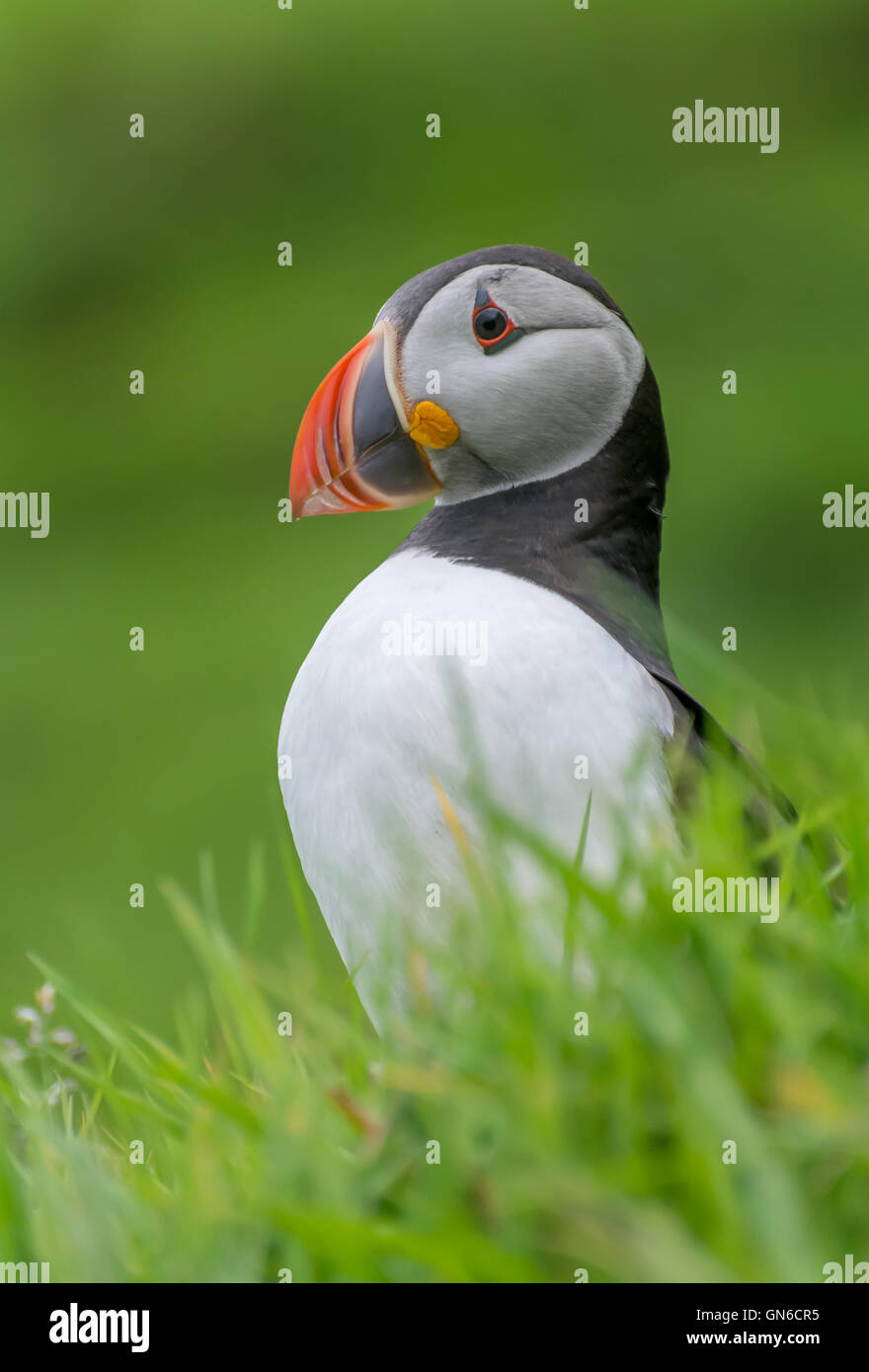 Puffin in grass hi-res stock photography and images - Alamy