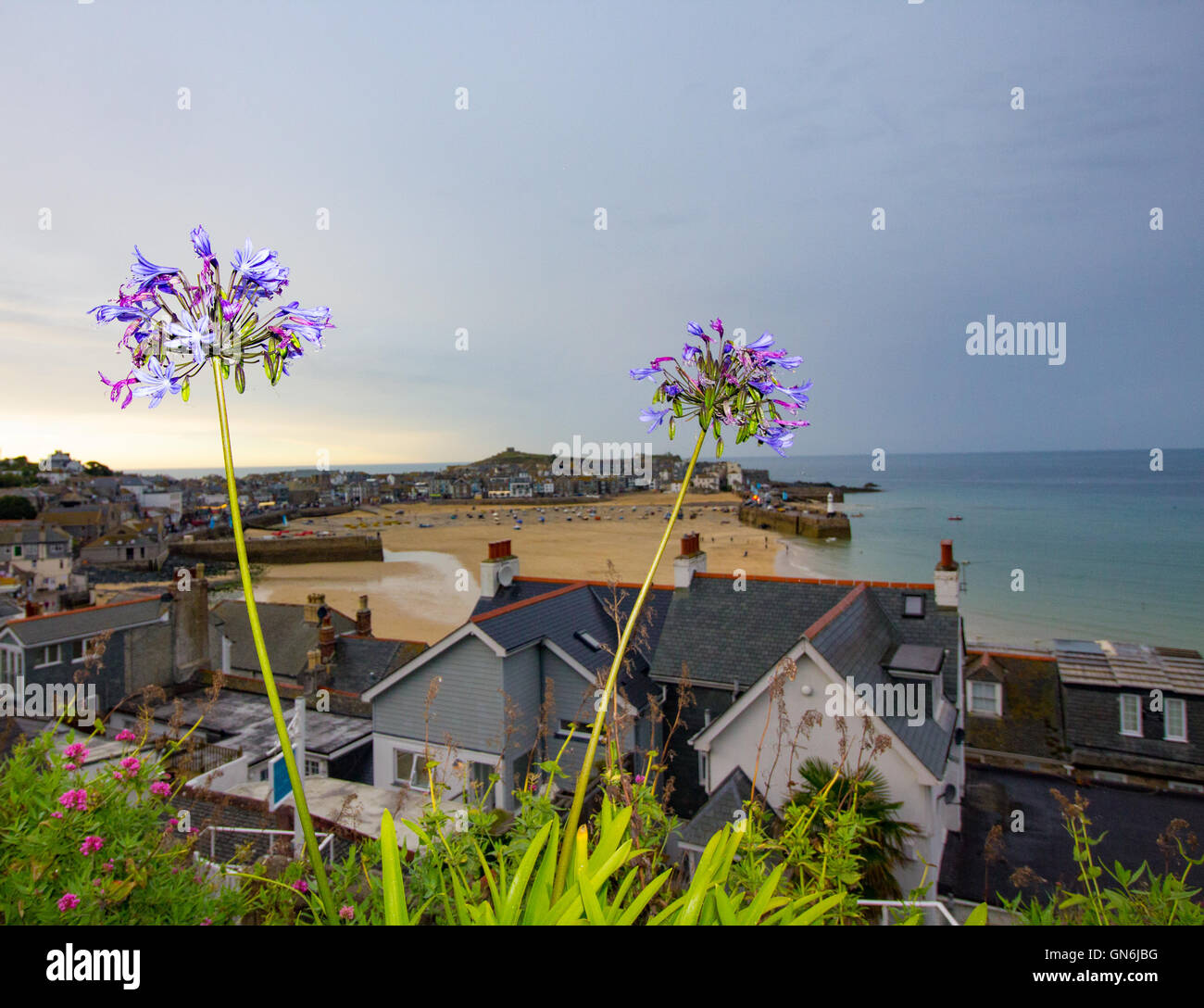 Cornish wild flowers hi-res stock photography and images - Alamy