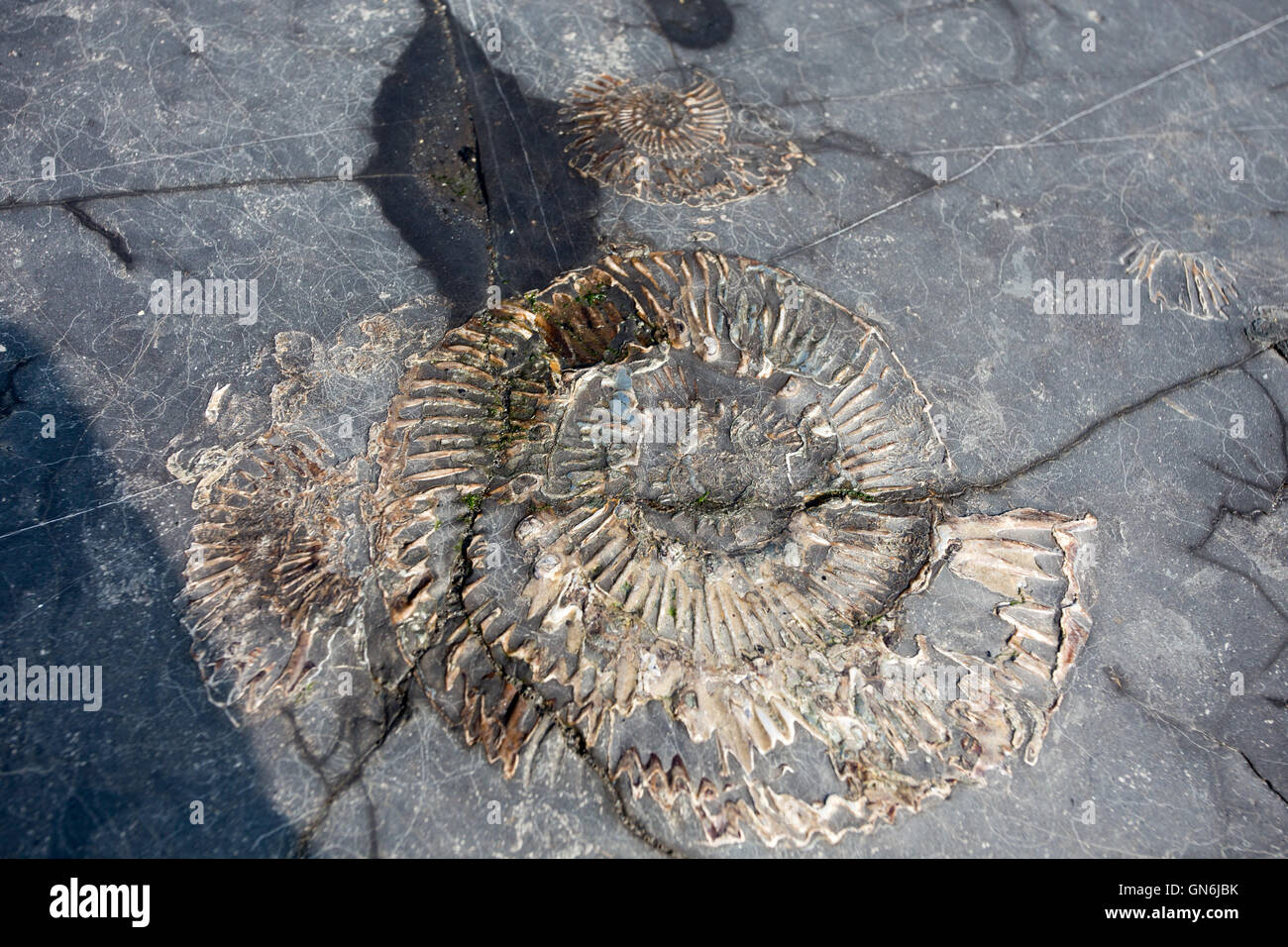 Fossils In Asphalt