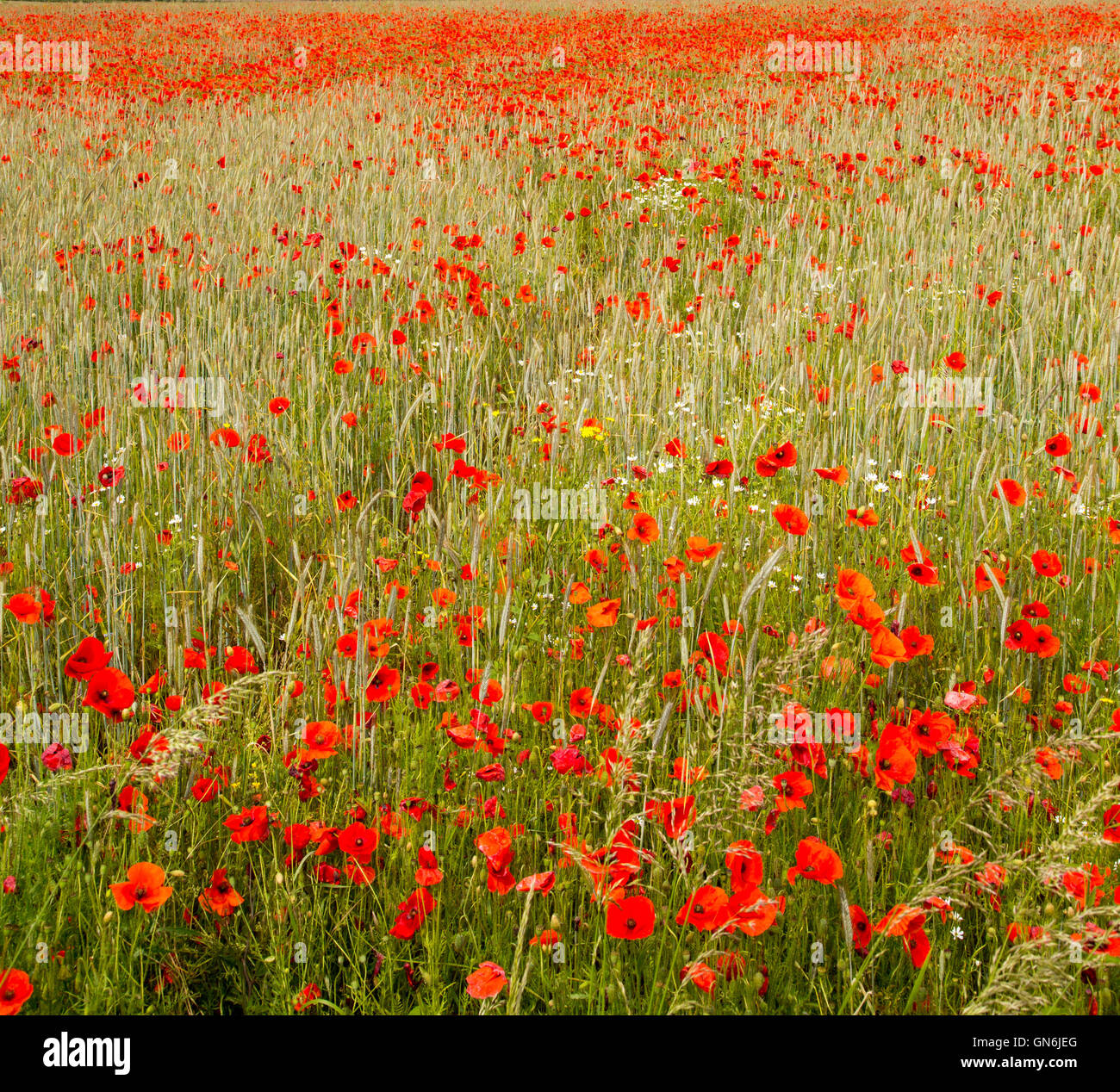Scarlet corn poppy hi-res stock photography and images - Alamy