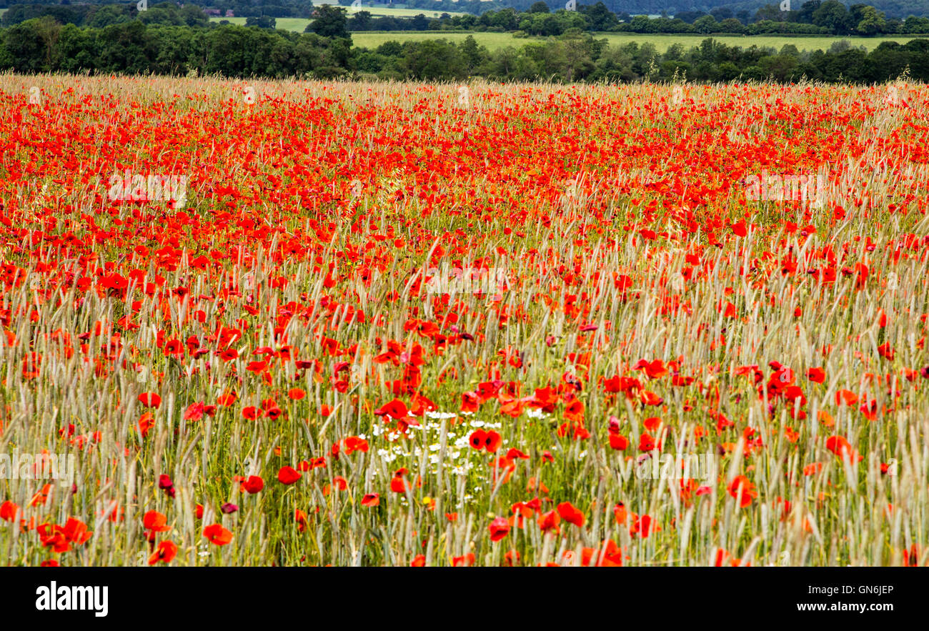 Scarlet red corn poppy hi-res stock photography and images - Alamy