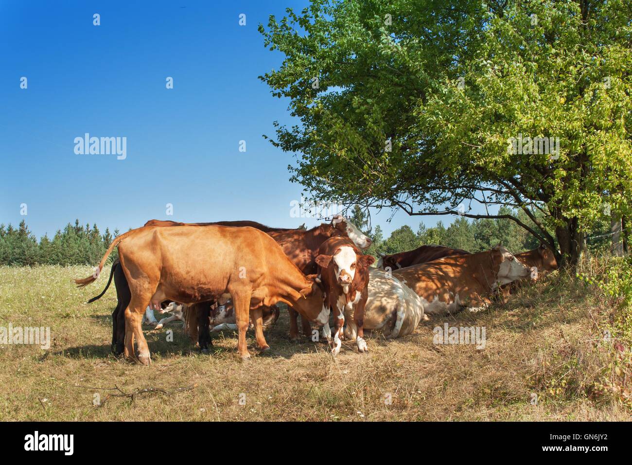 Hiding under bushes hi-res stock photography and images - Alamy