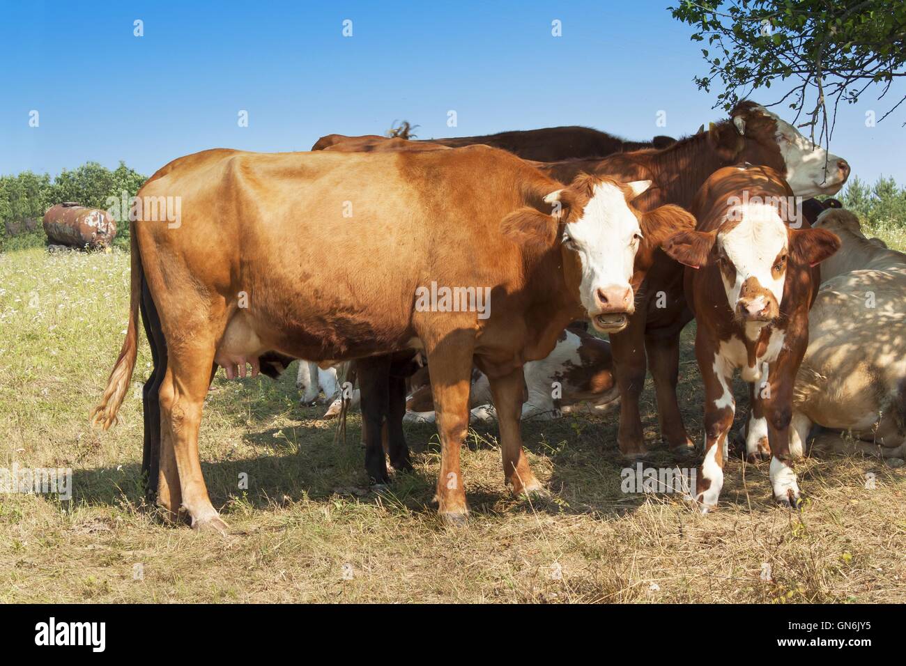 Hiding Under Bushes High Resolution Stock Photography and Images - Alamy
