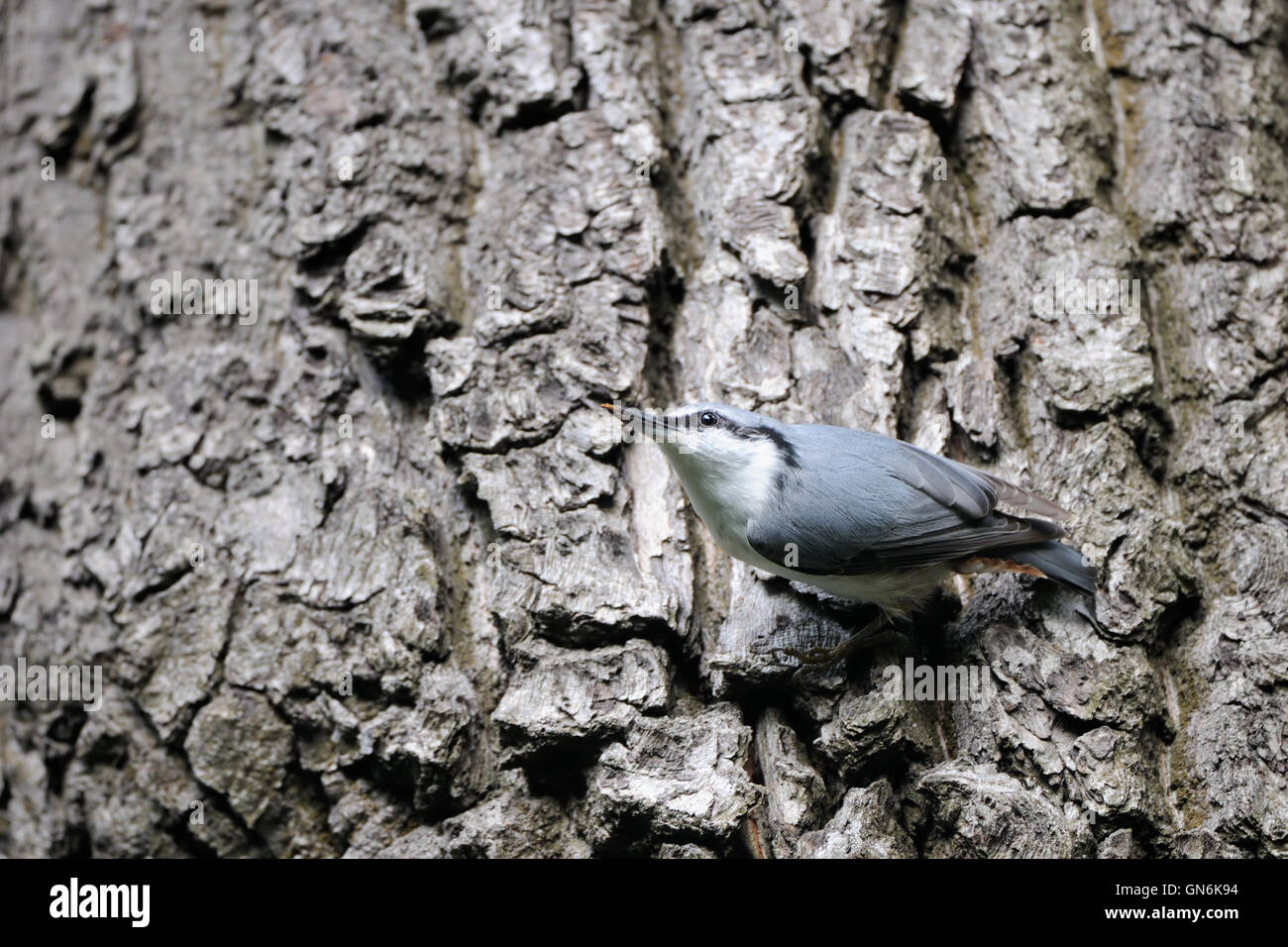 Eurasian nuthatch or wood nuthatch (Sitta europaea) at old tree trunk ...
