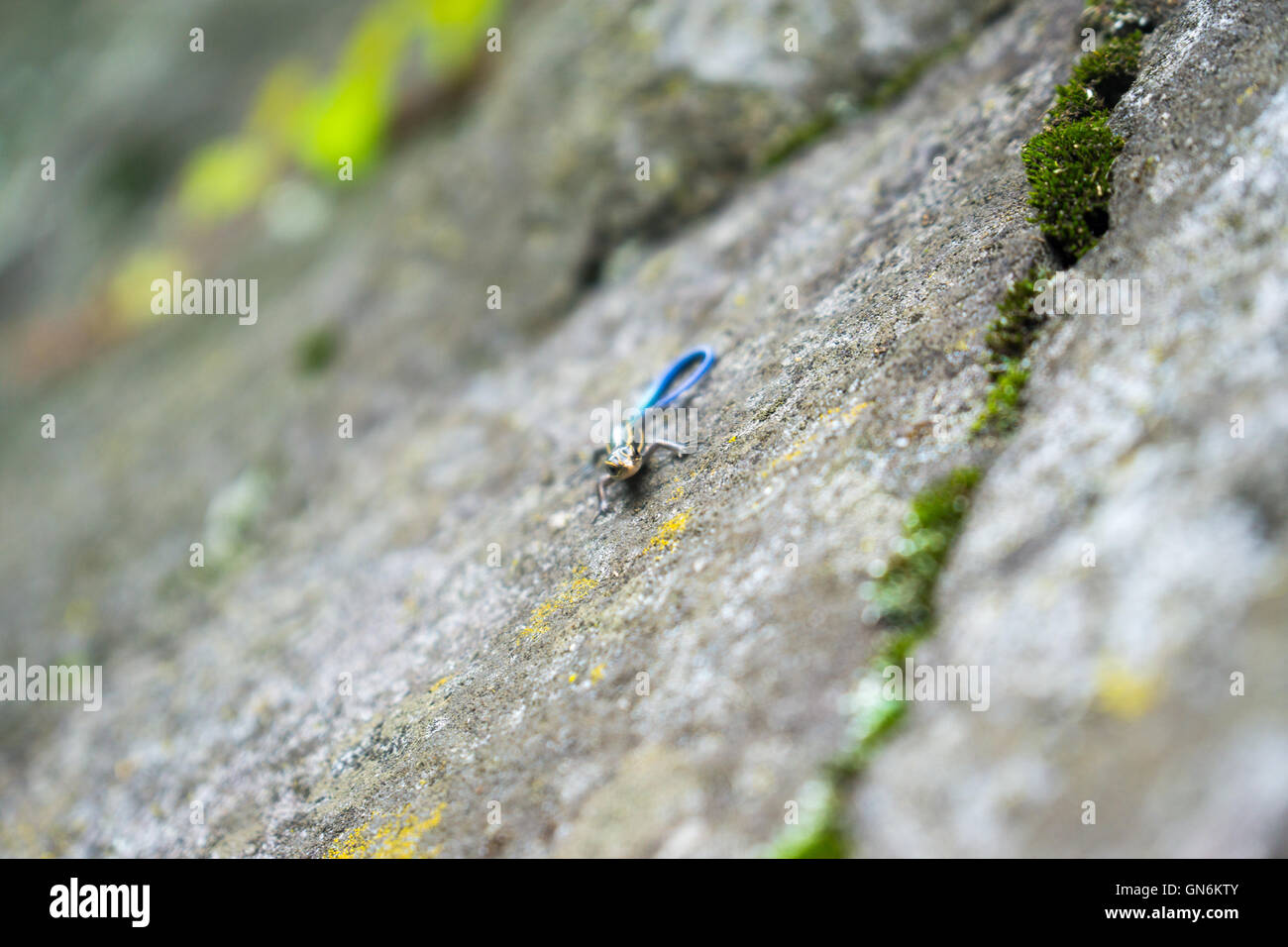 Blue tailed lizard hi-res stock photography and images - Alamy
