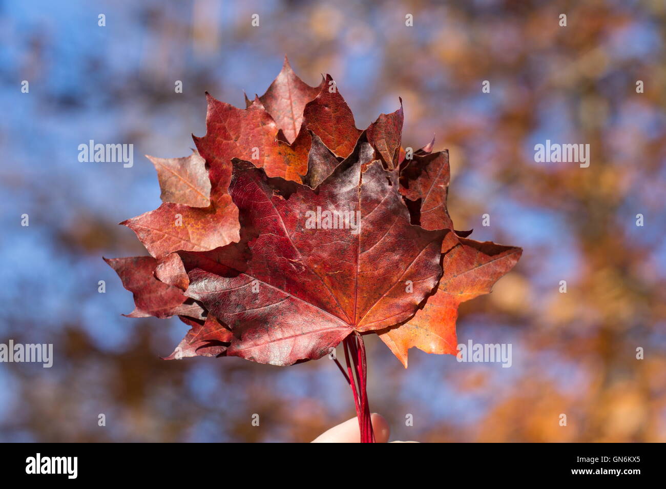 Red hand finger hi-res stock photography and images - Alamy
