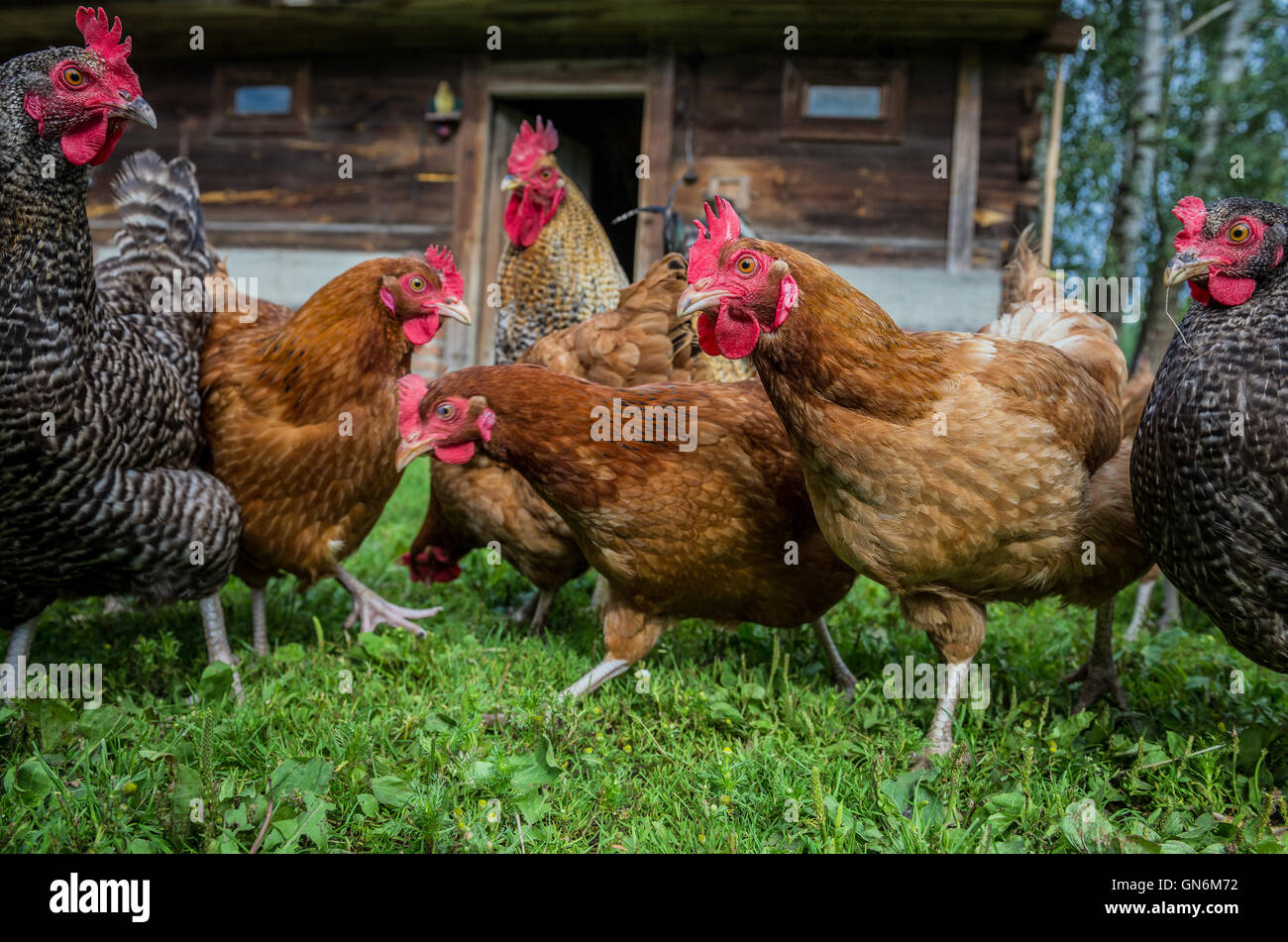free range chicken farm in a village in Poland Stock Photo - Alamy