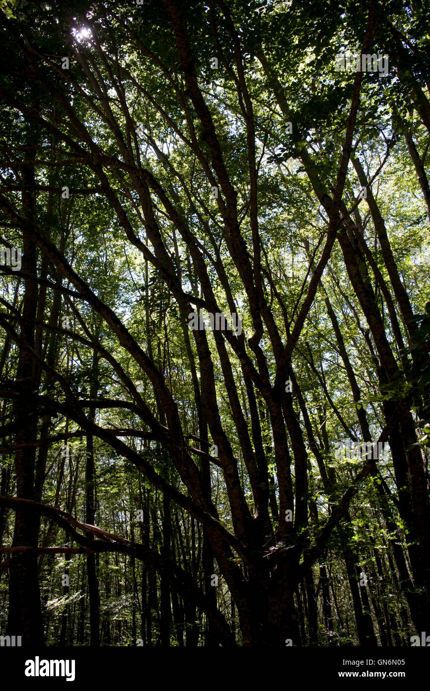 lights and shadows in a forest Stock Photo - Alamy