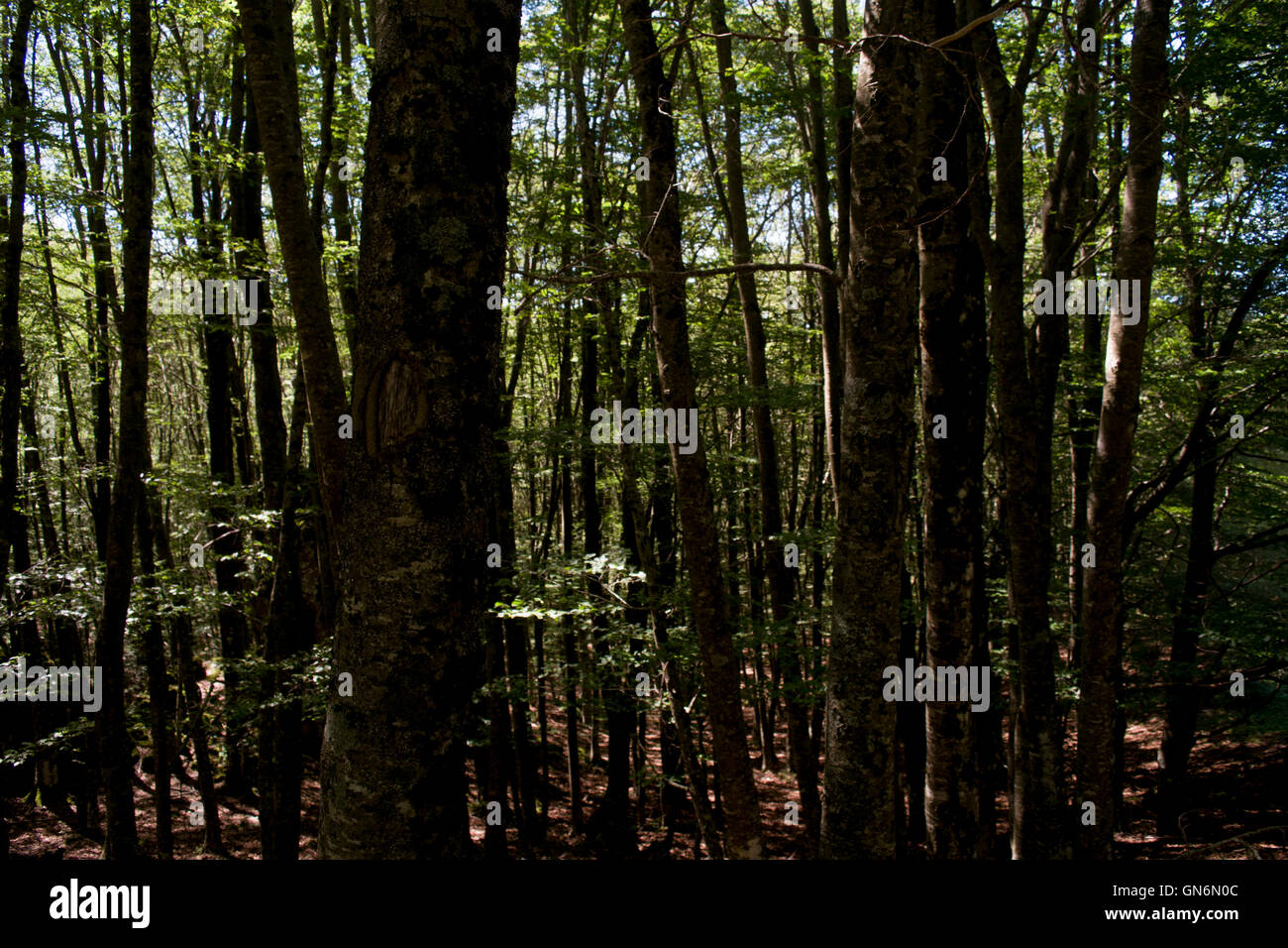Shadows in the forest hi-res stock photography and images - Alamy