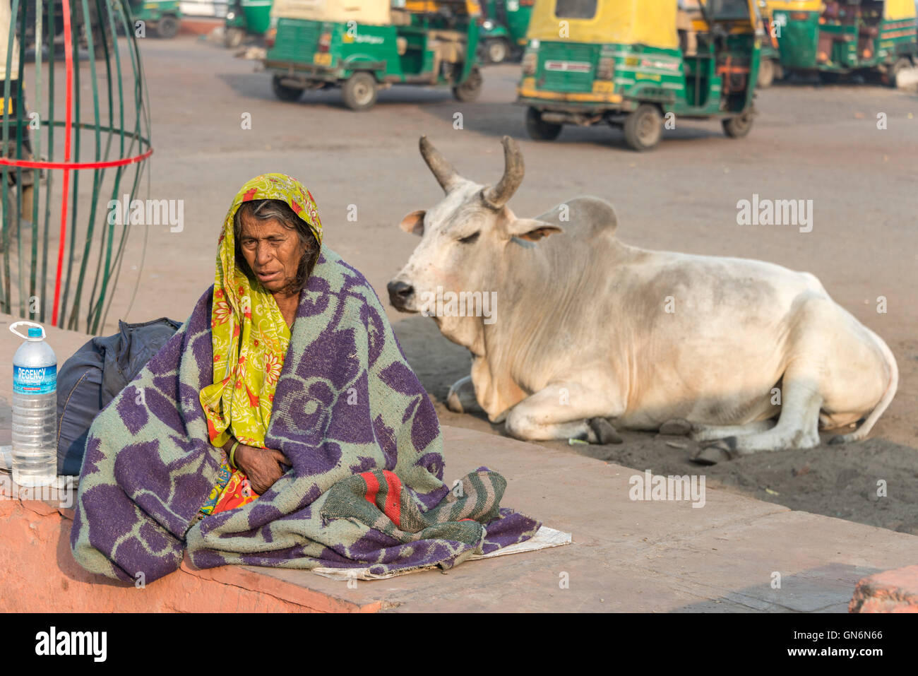 A poverty-stricken old woman begging by a sacred cow at Agra railway ...