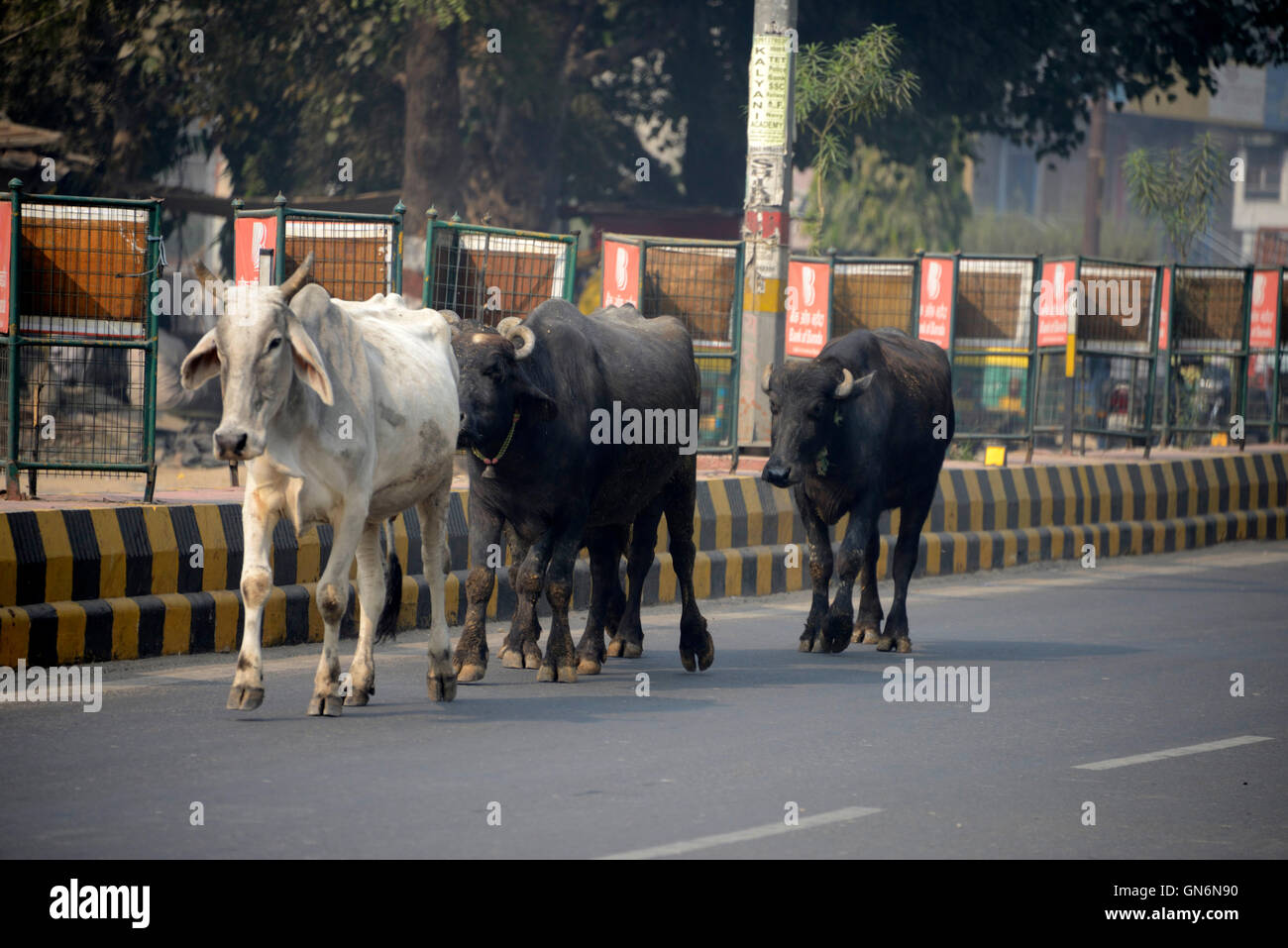 Cow in the way india hi-res stock photography and images - Alamy
