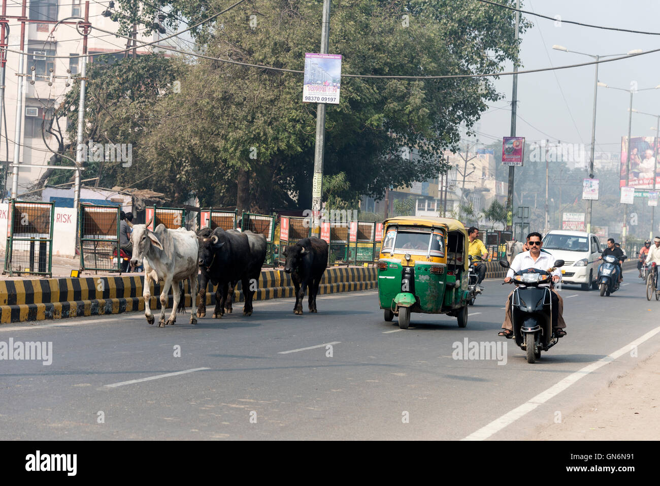 Motor way cows hi-res stock photography and images - Alamy