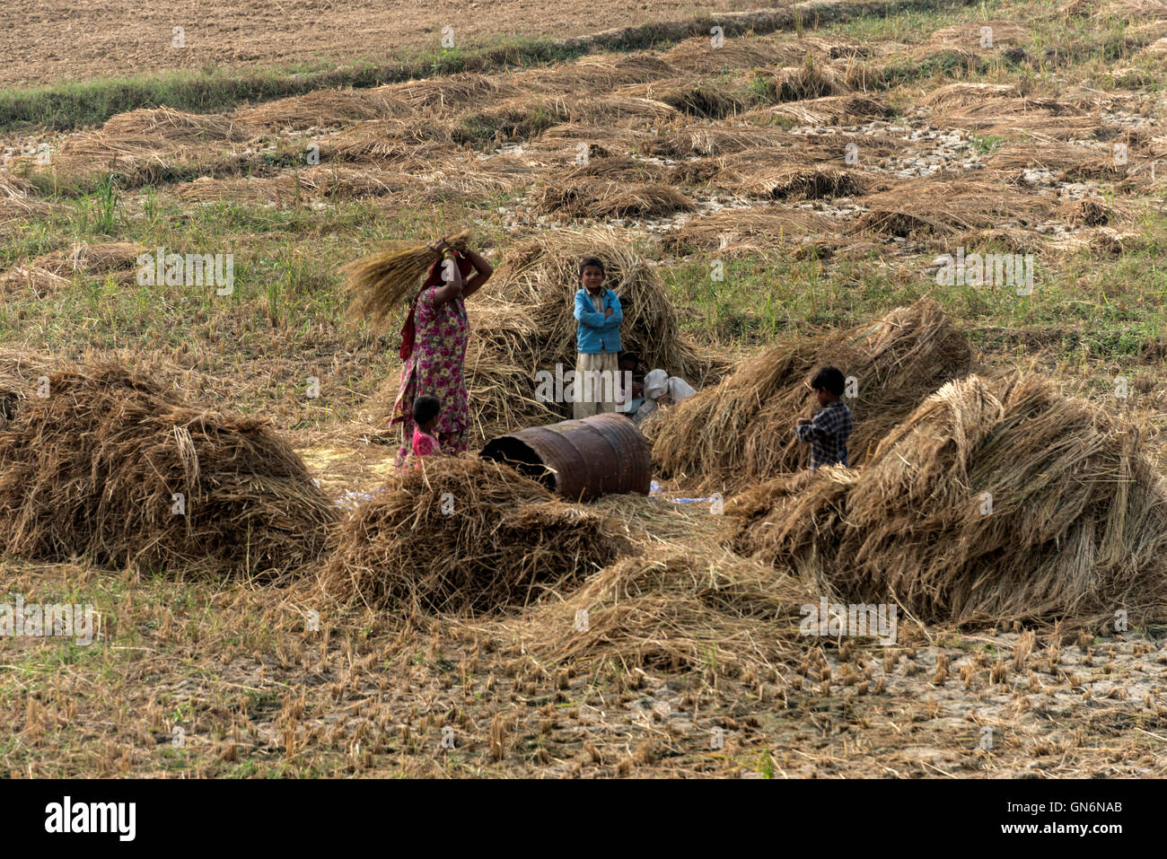 An Indian woman being helped by her young children trashing the straw ...