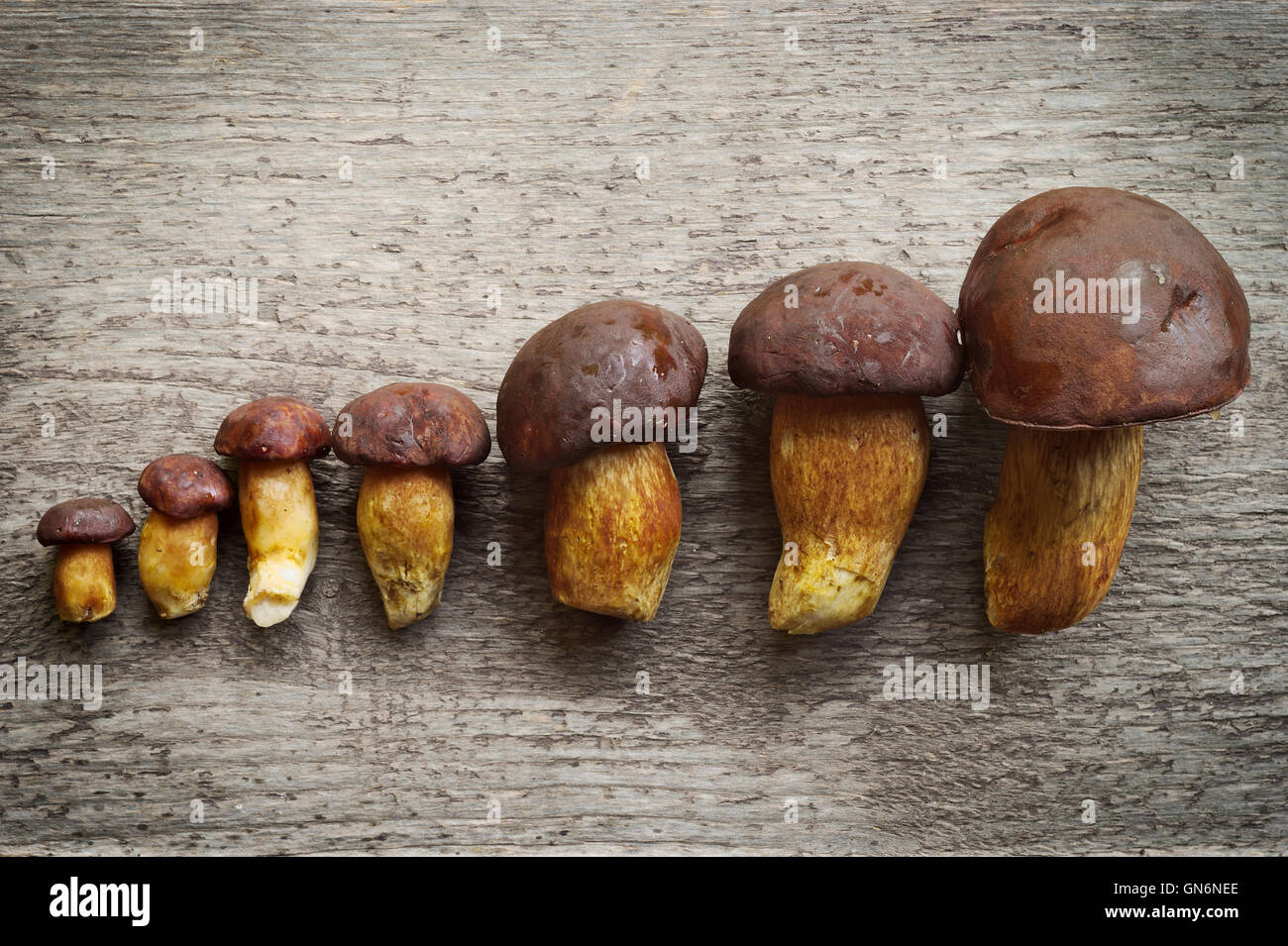 Top view of pine bolete (Boletus pinophilus) mushrooms collection ...