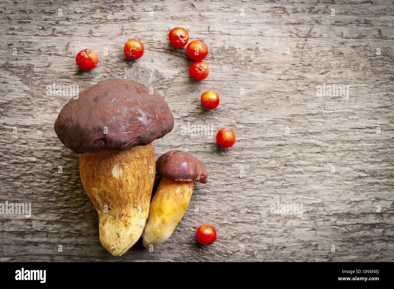 Top view of two pine bolete (Boletus pinophilus) mushrooms decorated ...