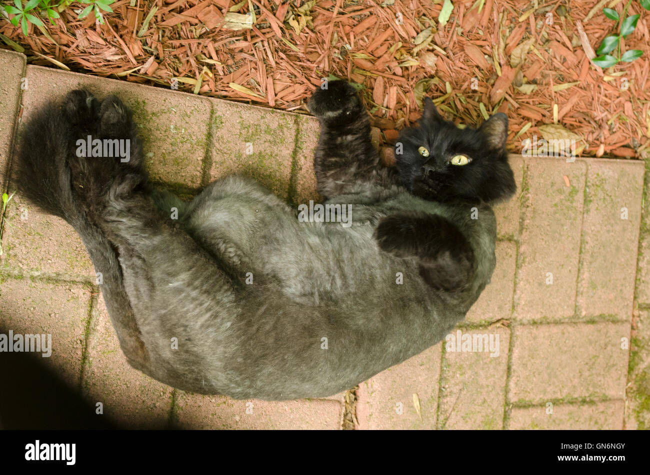 Interesting Looking Cat