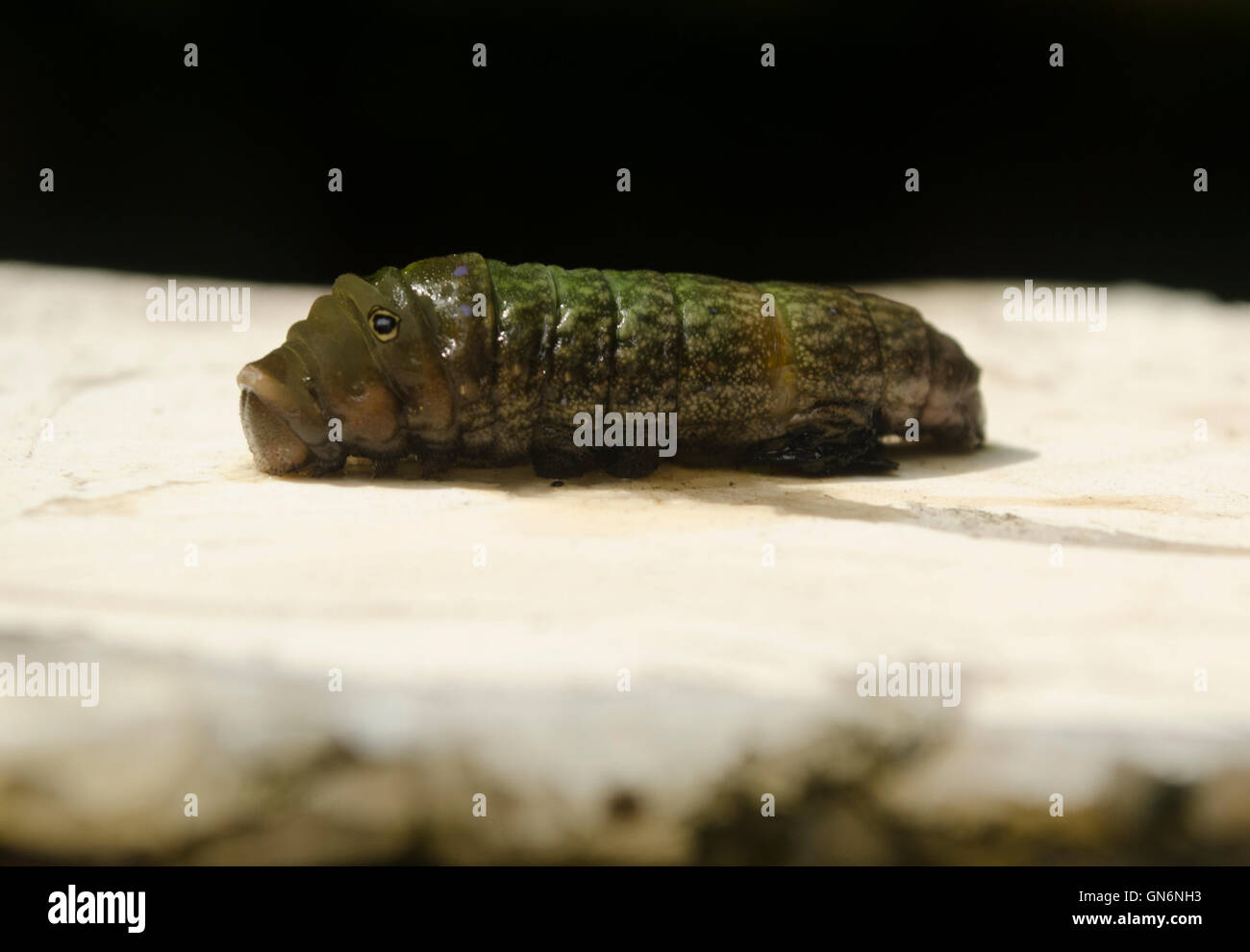 Caterpillar on stone step Stock Photo - Alamy