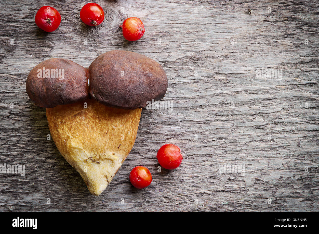 Top view of two pine bolete (Boletus pinophilus) mushrooms grown ...