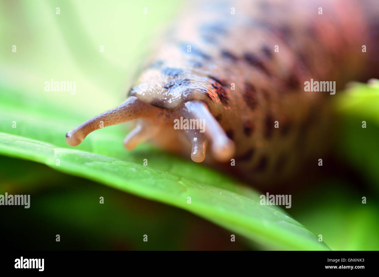 Limas hi-res stock photography and images - Alamy