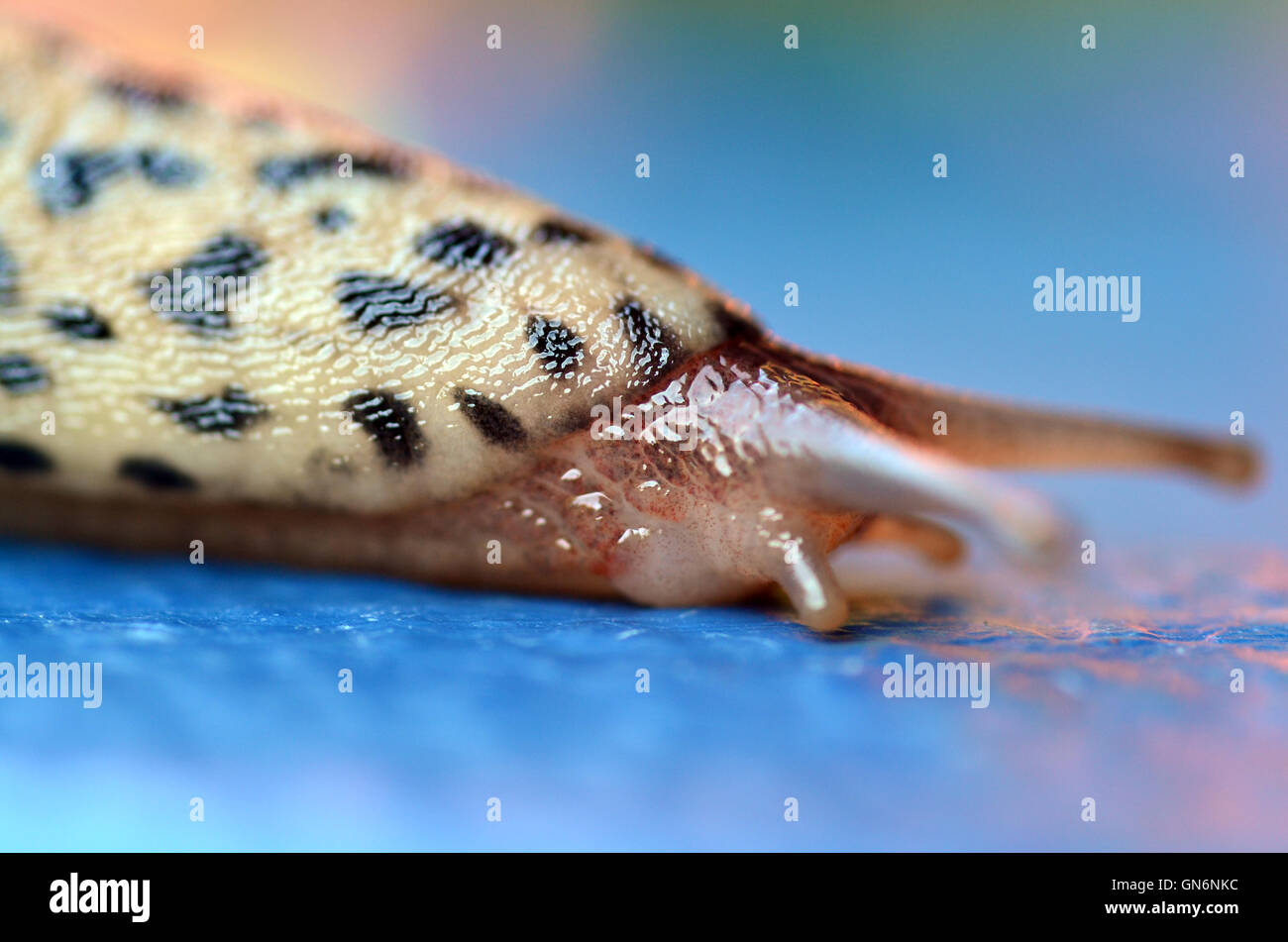 Slug eyes hi-res stock photography and images - Alamy