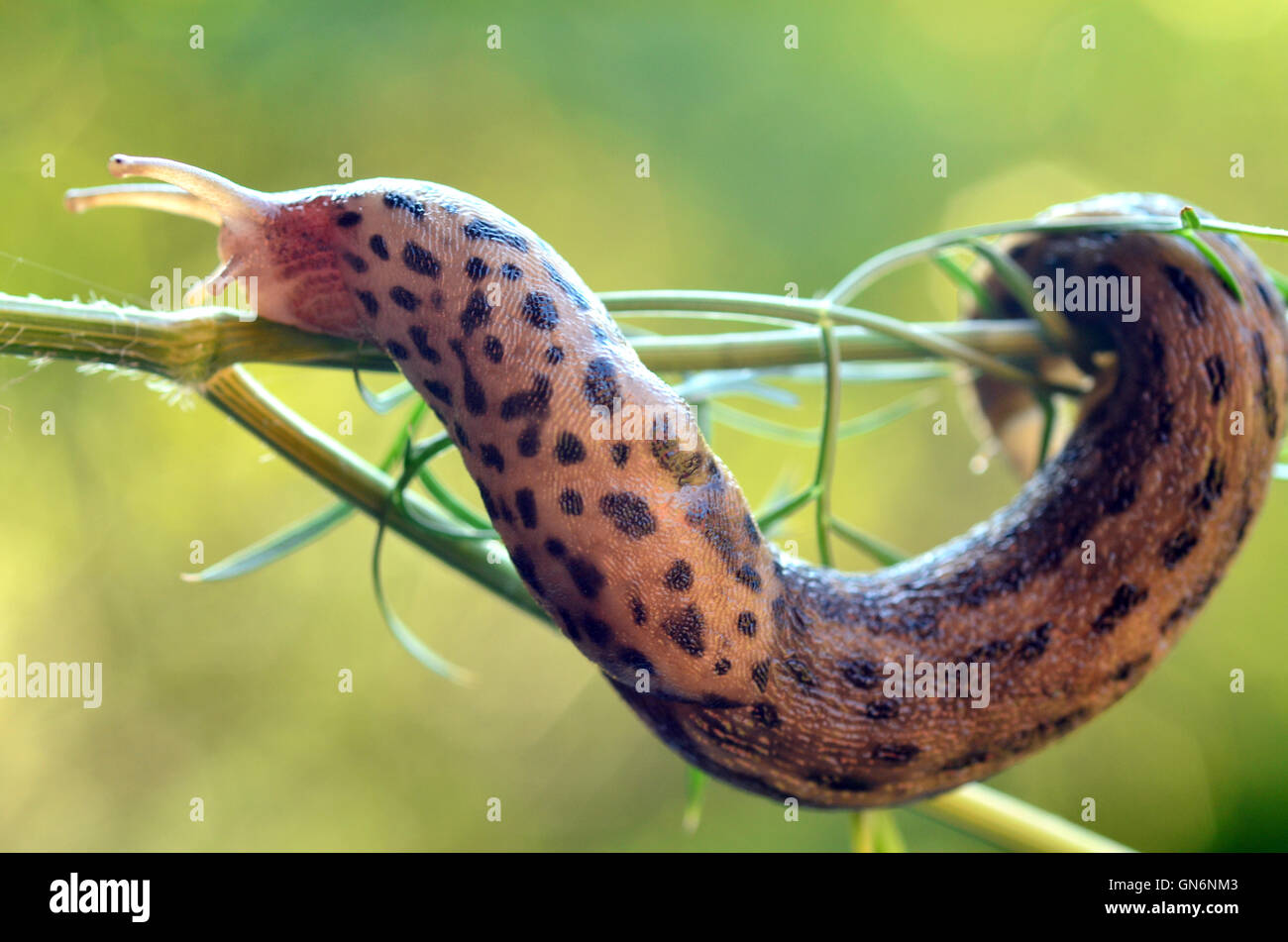 Slimy slug hi-res stock photography and images - Alamy