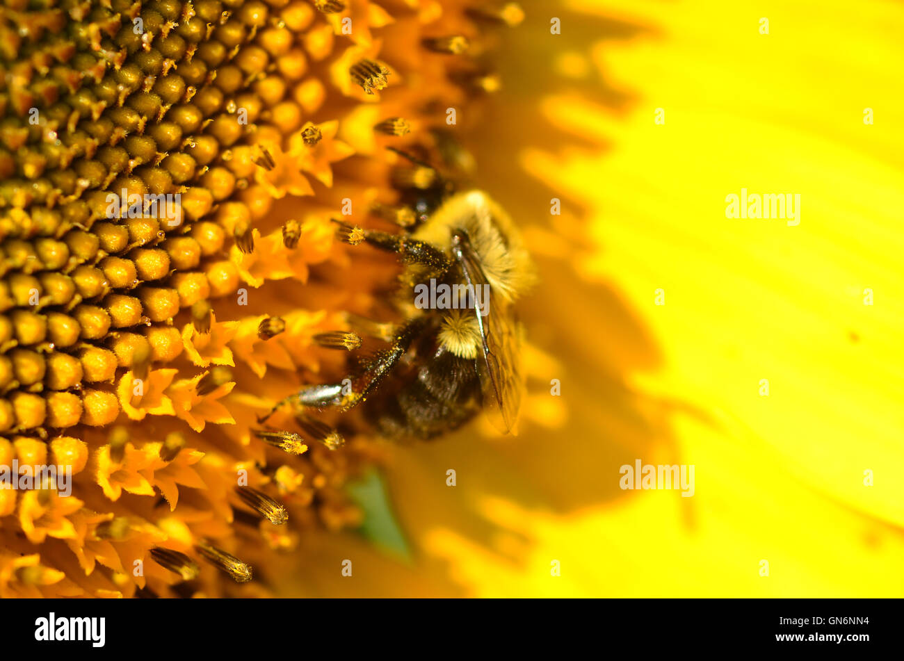 Large bloom hi-res stock photography and images - Alamy