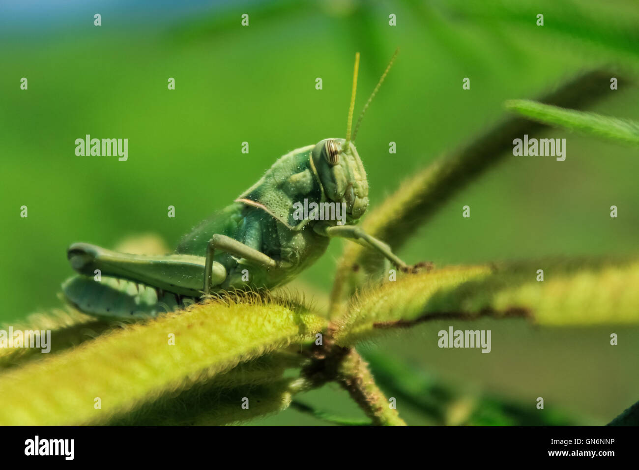 grasshopper stand on the leaves in nature Stock Photo - Alamy
