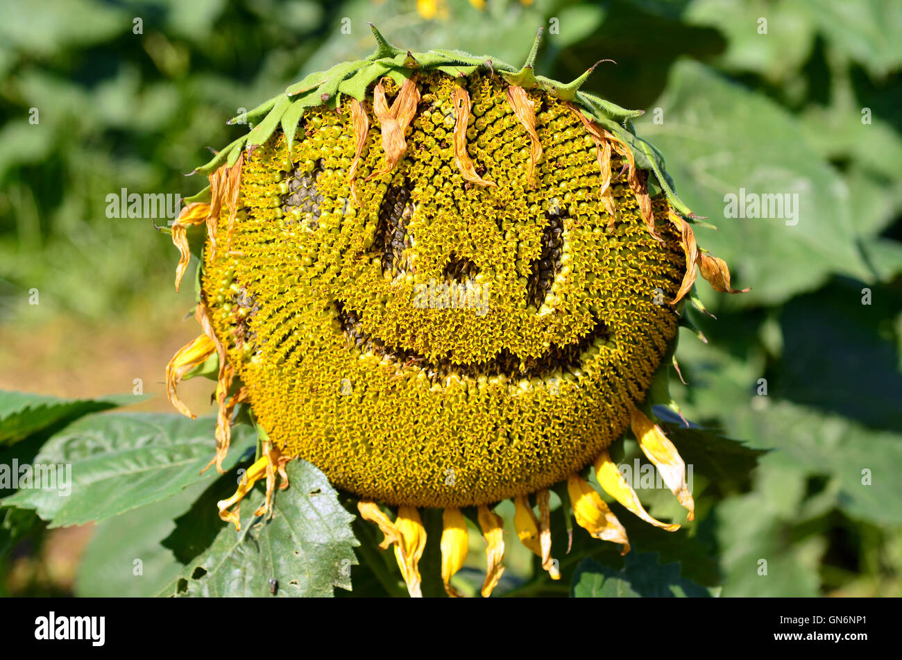 Sunflower with face hi-res stock photography and images - Alamy