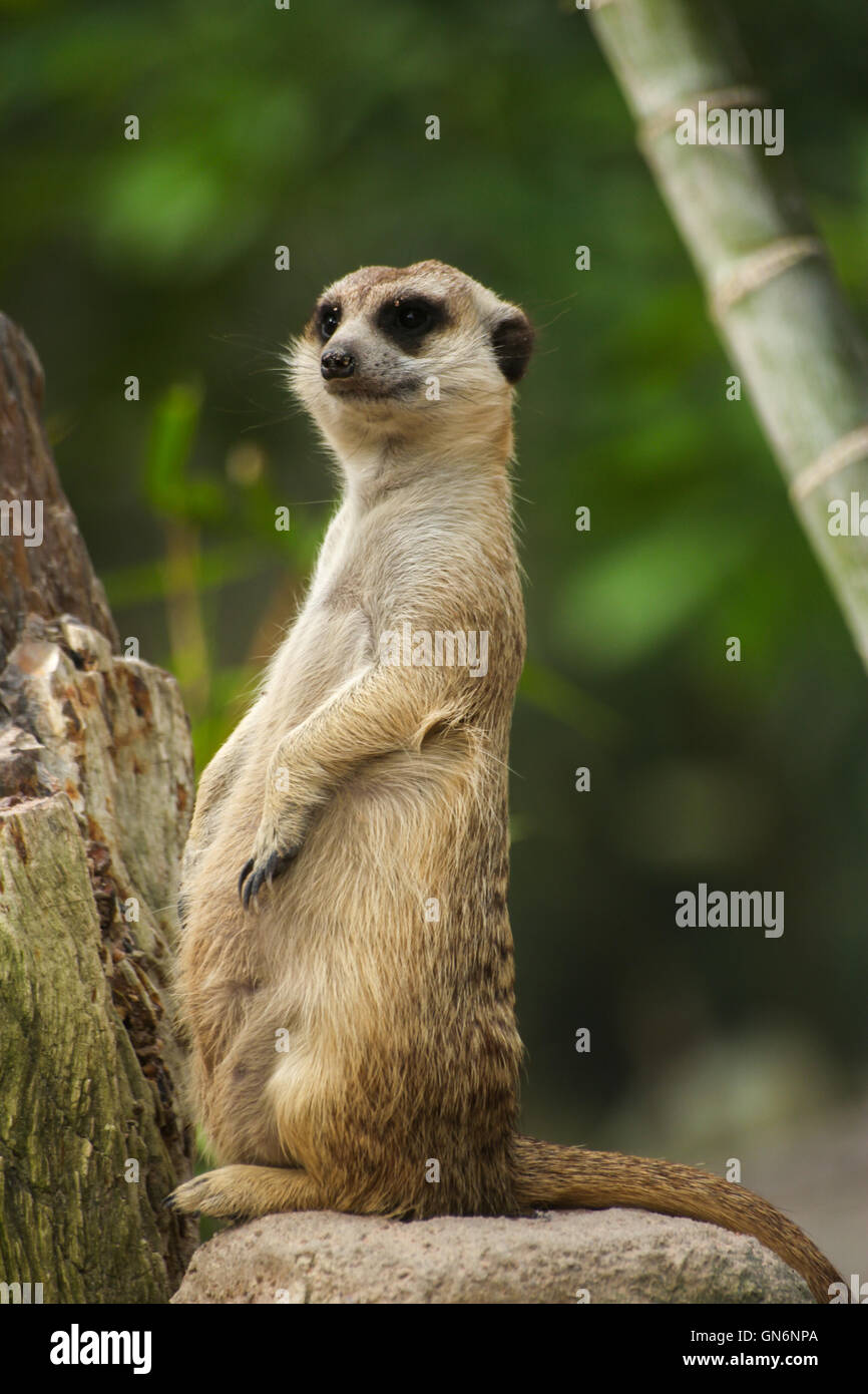 meerkat stand on the rock in nature Stock Photo - Alamy