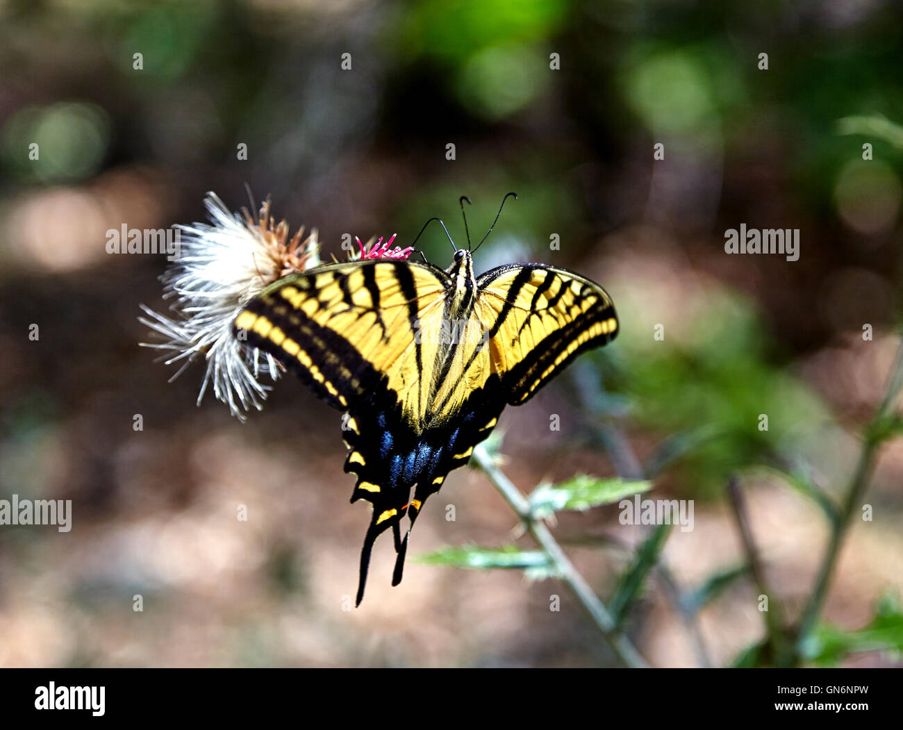 Butterfly collecting nectar from flower hi-res stock photography and ...