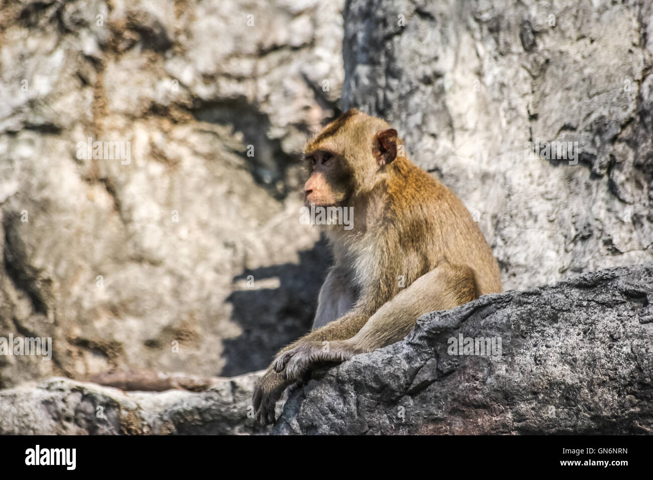 Monkey Cliff High Resolution Stock Photography and Images - Alamy