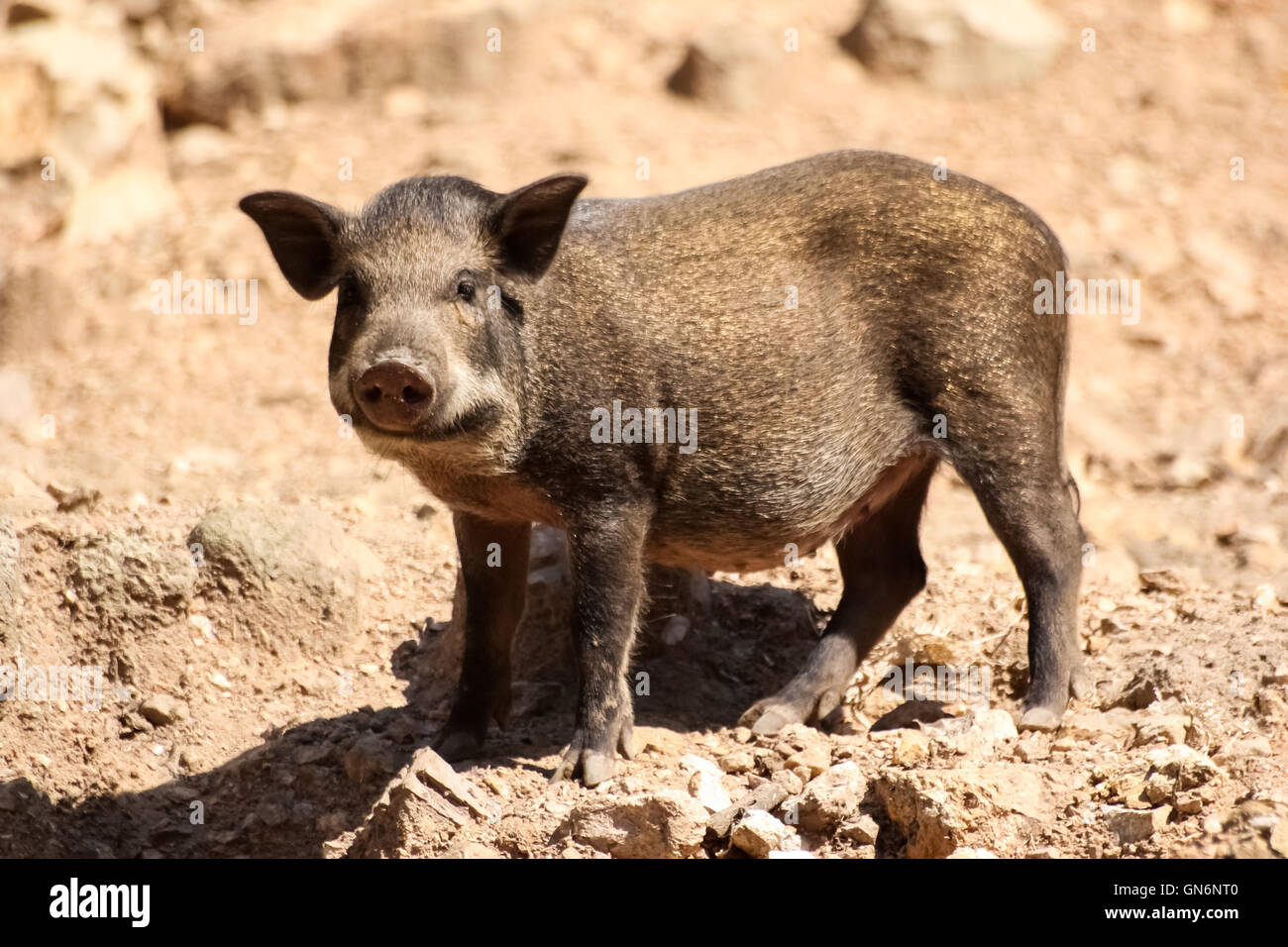 Baby Boar Botan