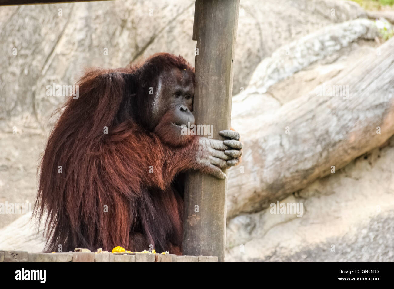 Orangutan stand hi-res stock photography and images - Alamy
