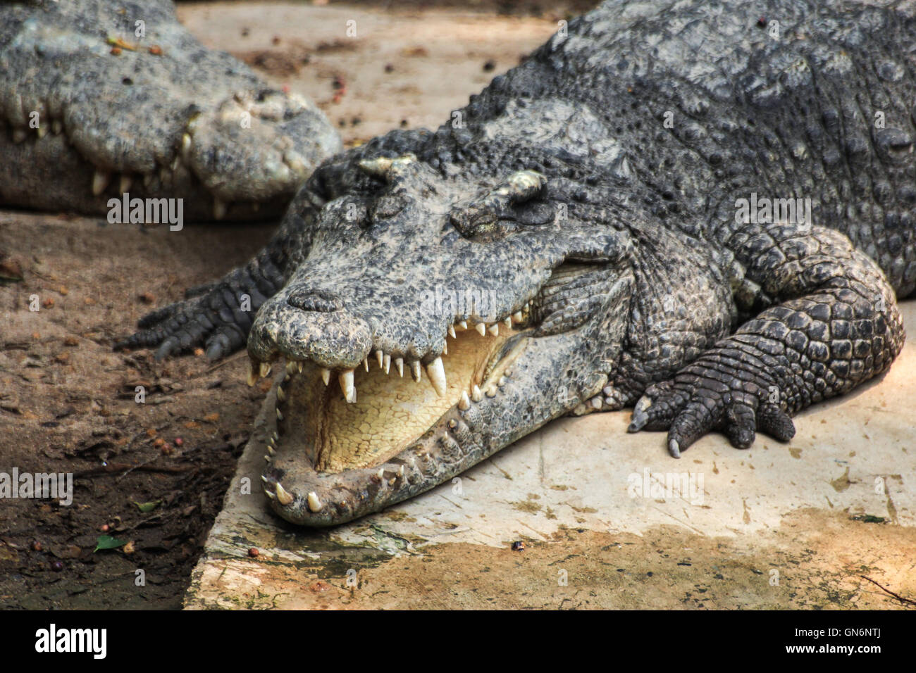 the fierce crocodile sleep and smile happily Stock Photo - Alamy