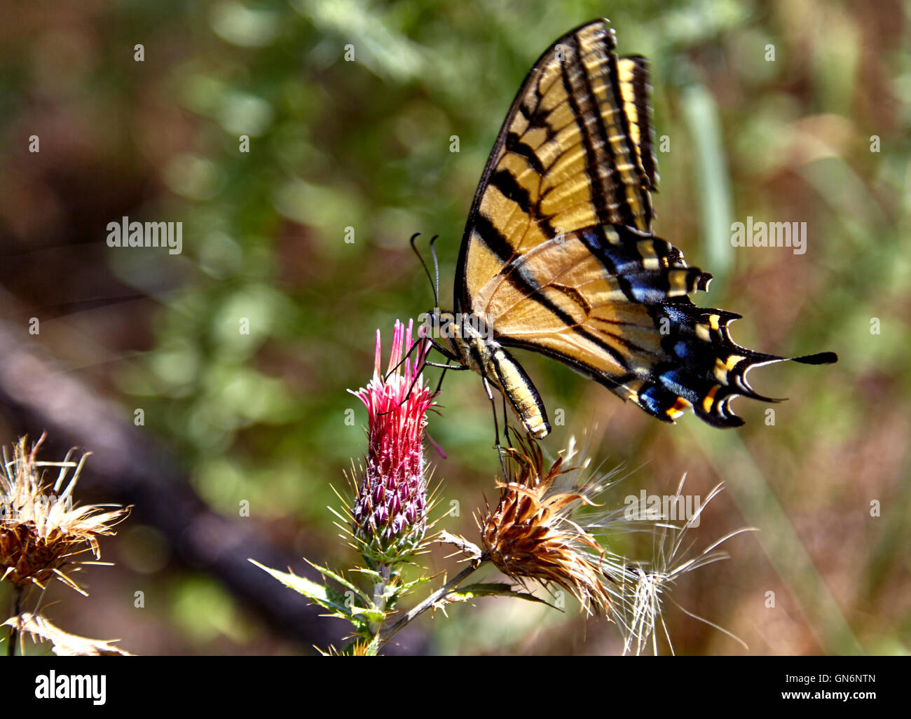Gold and black butterfly hi-res stock photography and images - Alamy