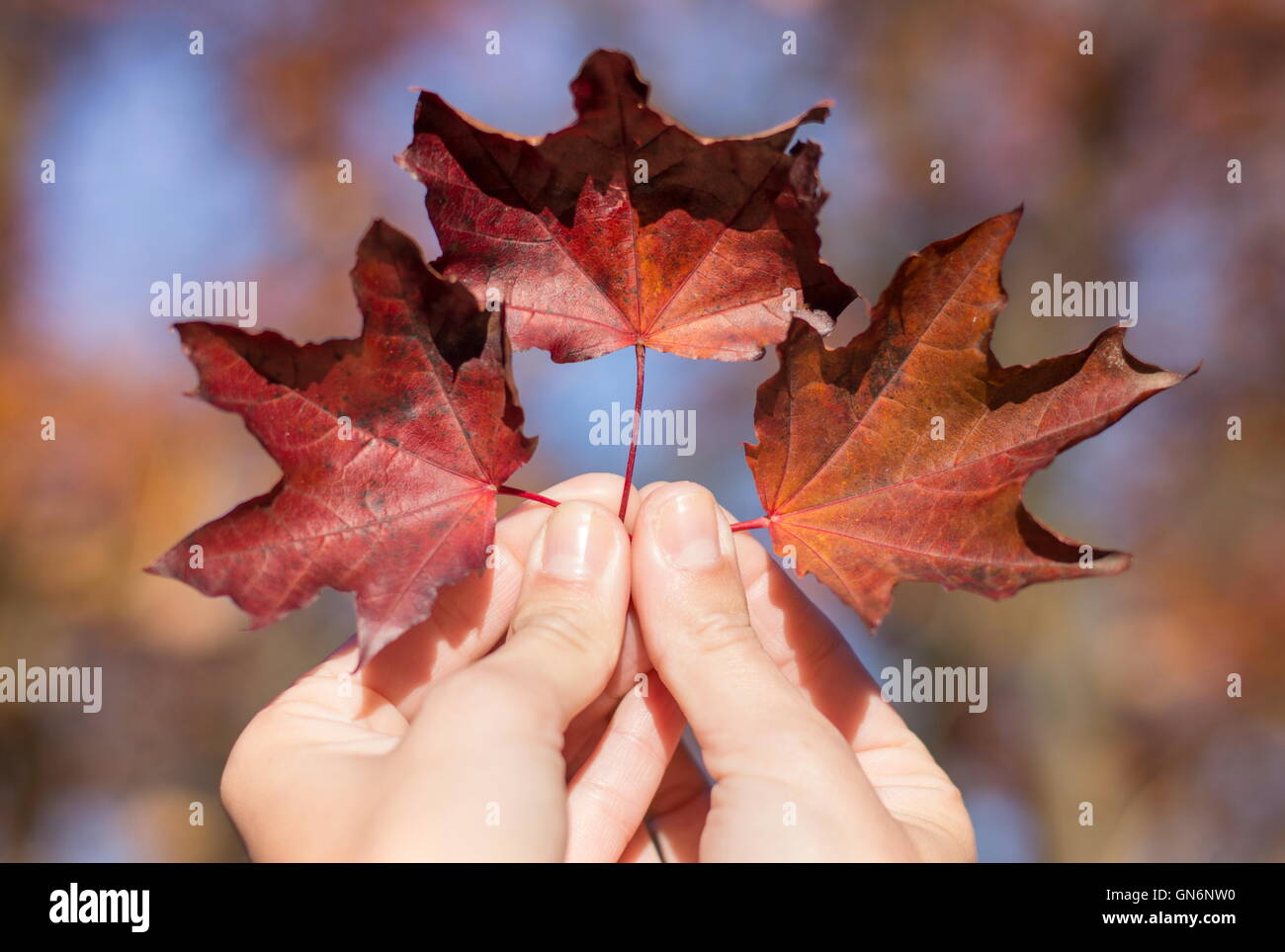 Red autumn leaves in womans hand. Fall season Stock Photo - Alamy