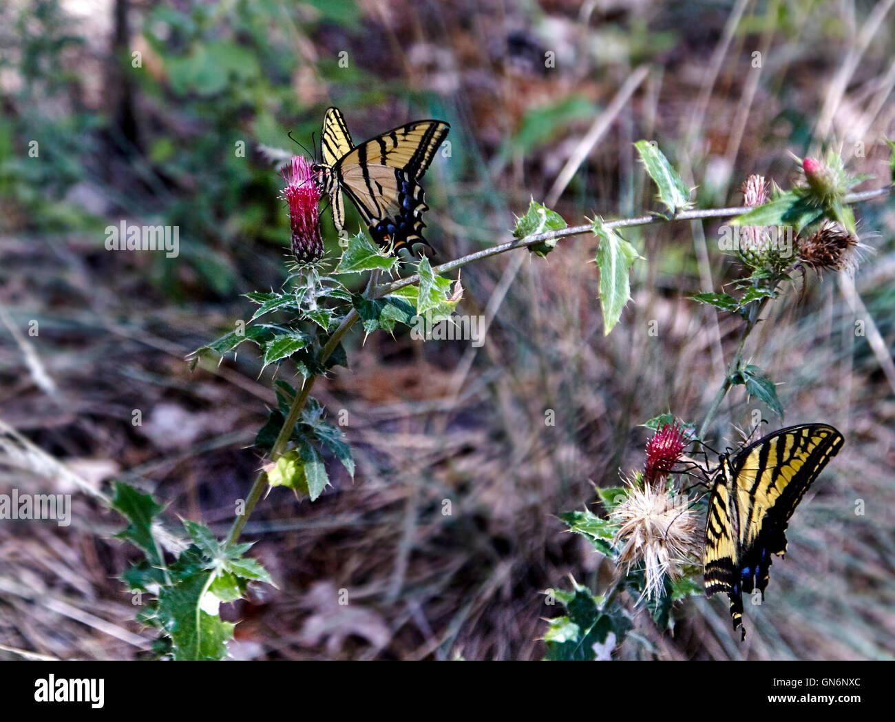 Two tailed Swallowtail butterfly collecting nectar from flower Stock ...