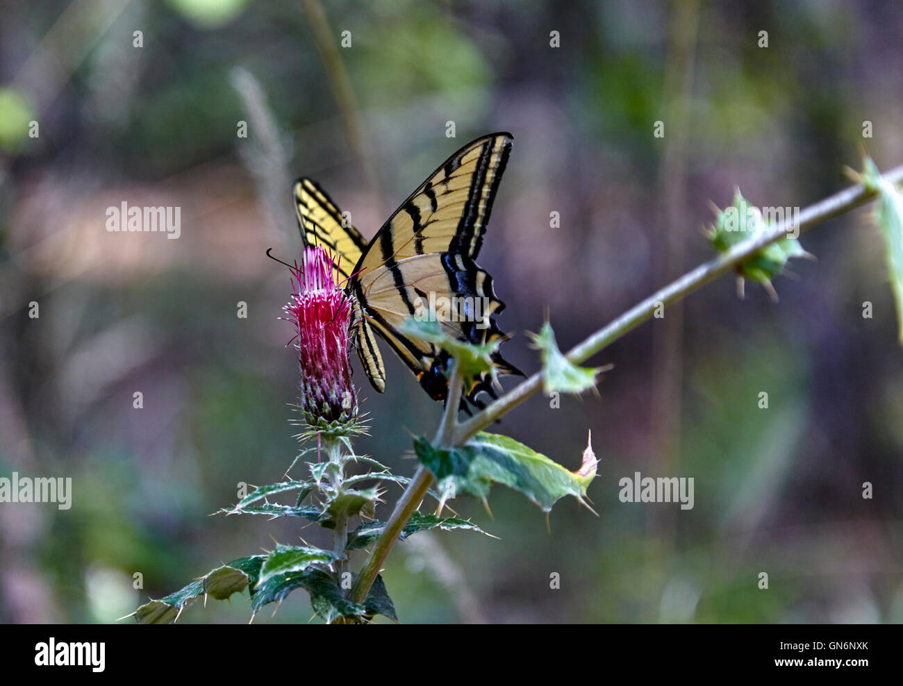 Two tailed Swallowtail butterfly collecting nectar from flower Stock ...