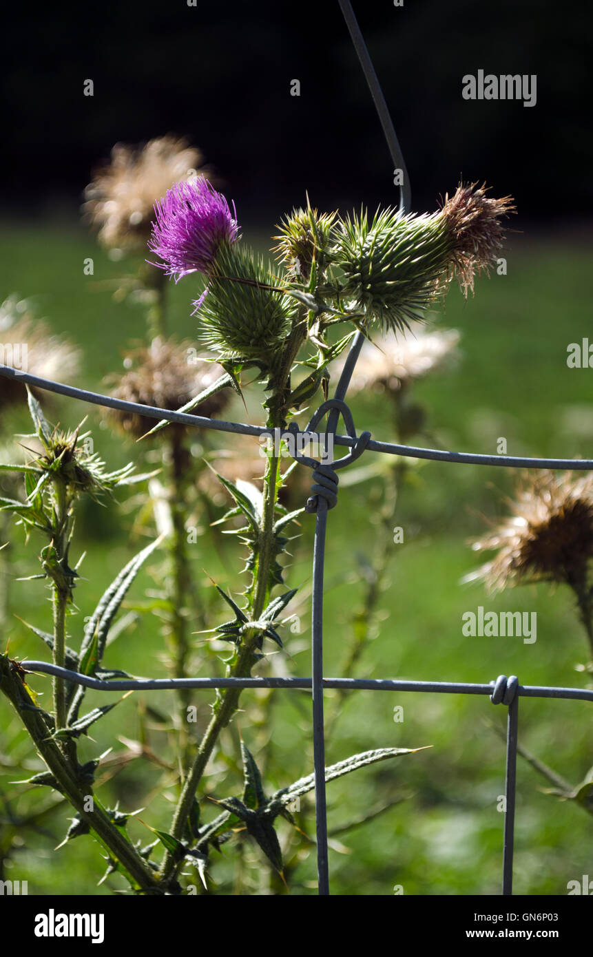 Bull thistle on wire fence Stock Photo - Alamy